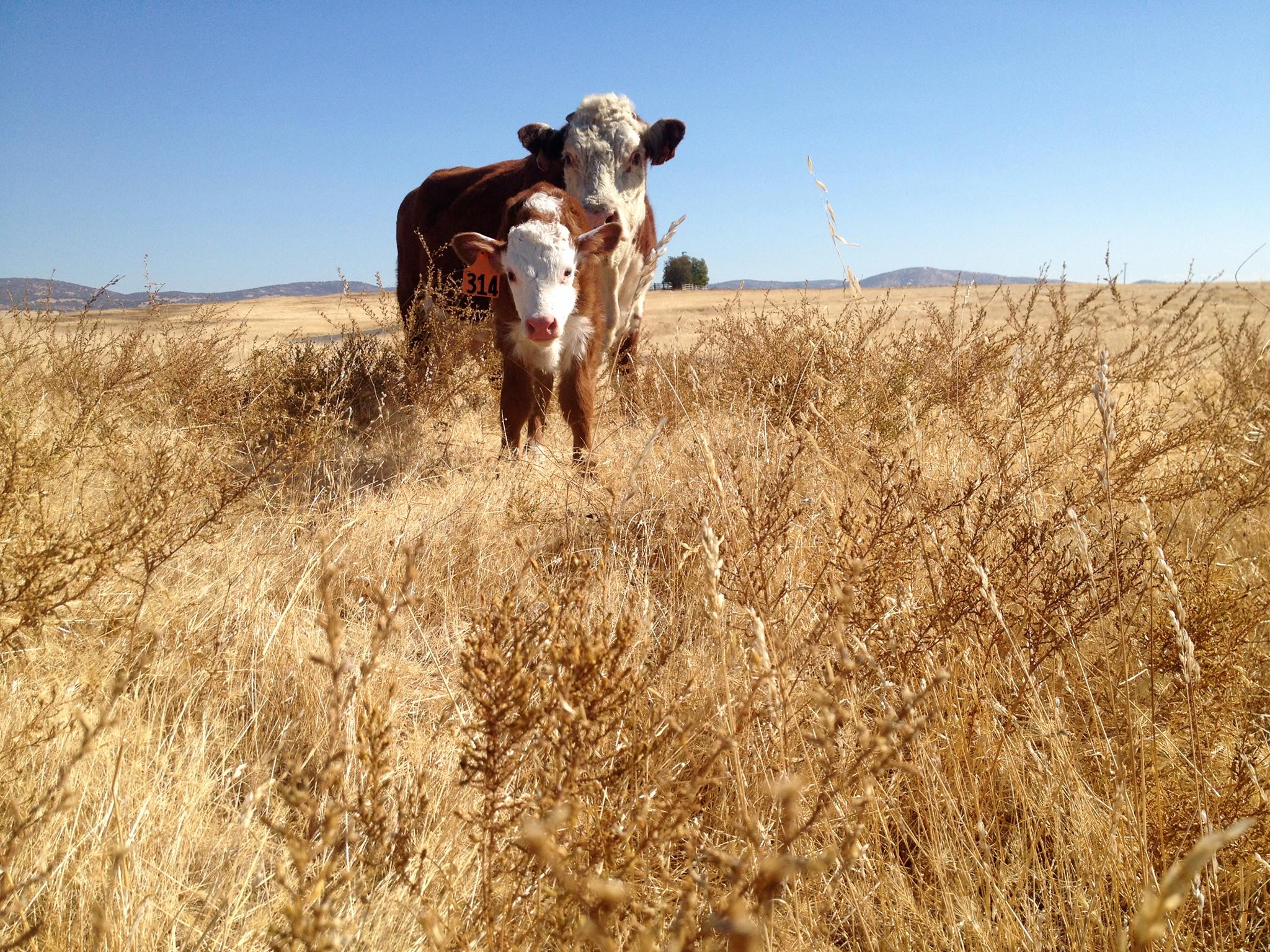 Cattle Ranch Wallpapers - Top Free Cattle Ranch Backgrounds ...