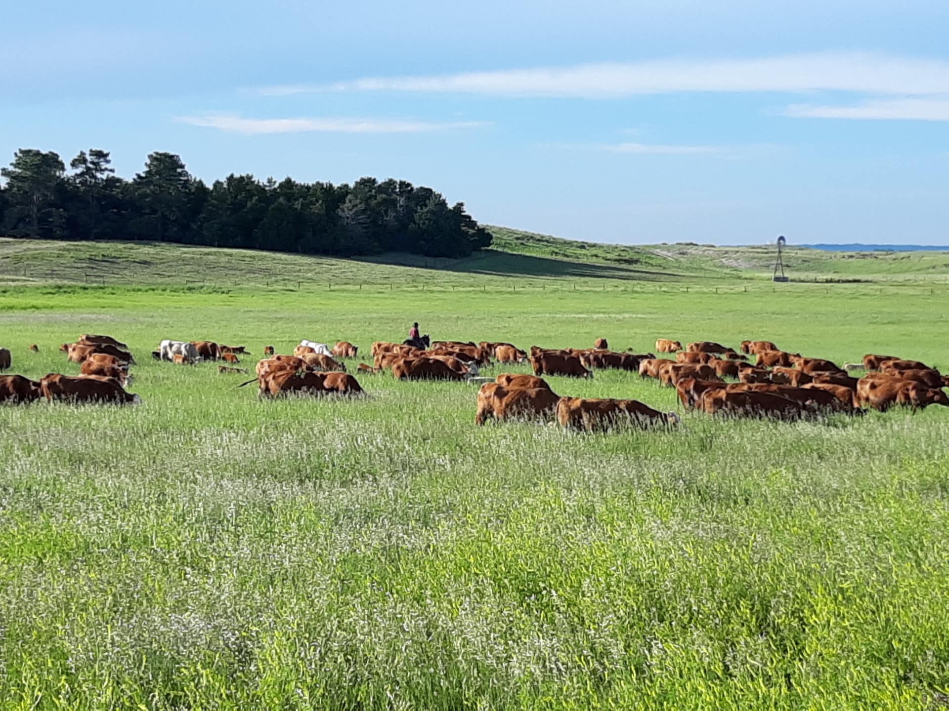 Cattle Ranch Wallpapers - Top Free Cattle Ranch Backgrounds ...