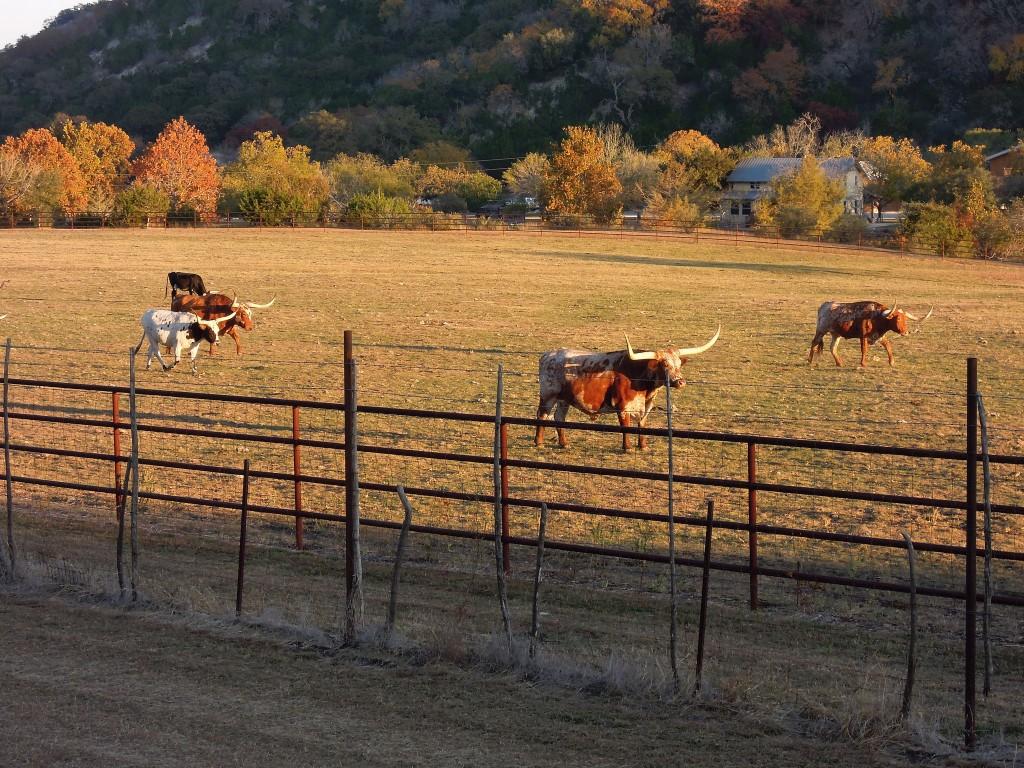 Cattle Ranch Wallpapers - Top Free Cattle Ranch Backgrounds ...