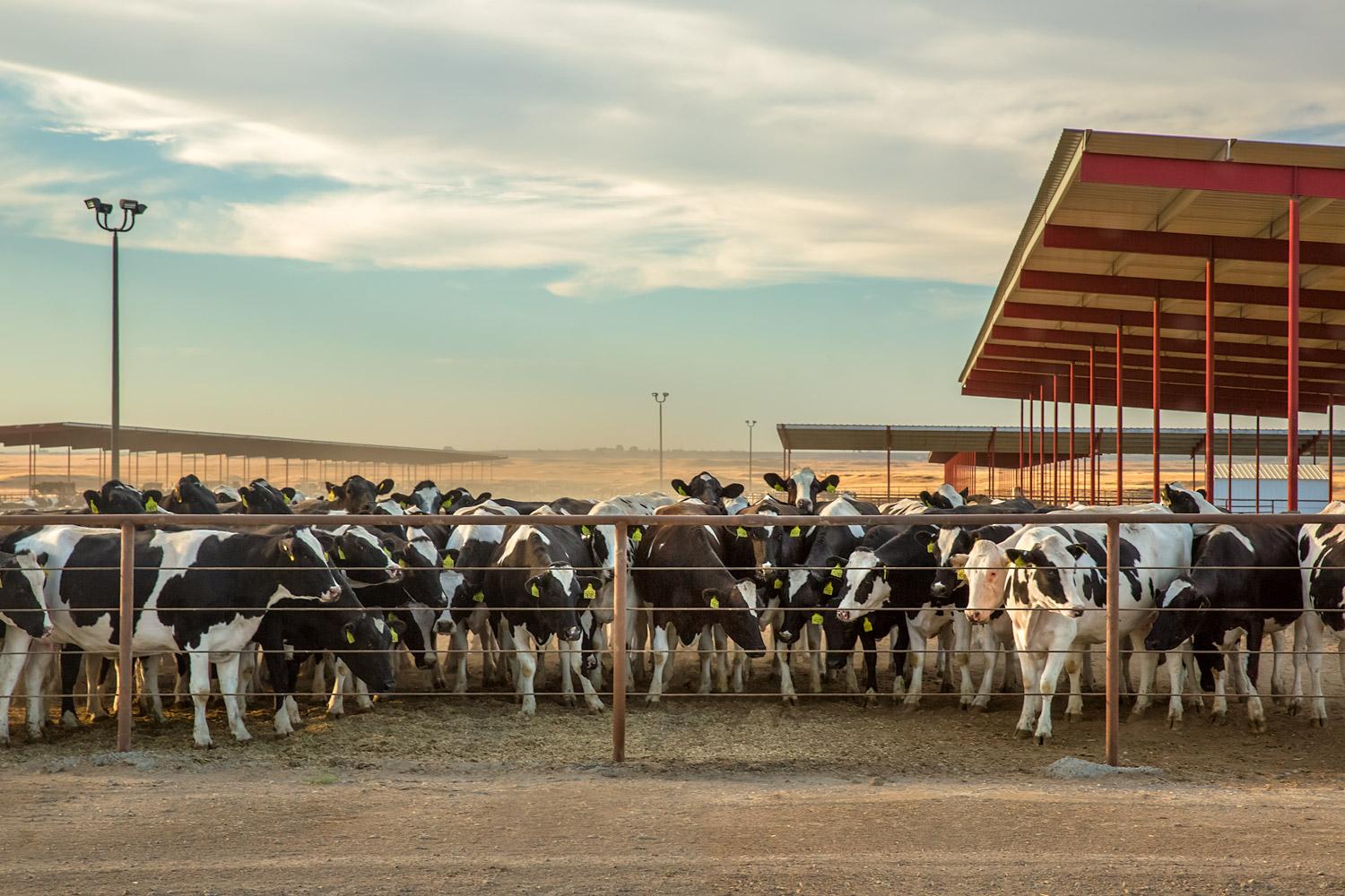 Cattle Ranch Wallpapers - Top Free Cattle Ranch Backgrounds ...