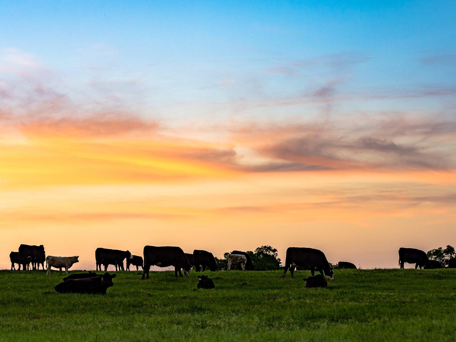 Cattle Ranch Wallpapers - Top Free Cattle Ranch Backgrounds ...