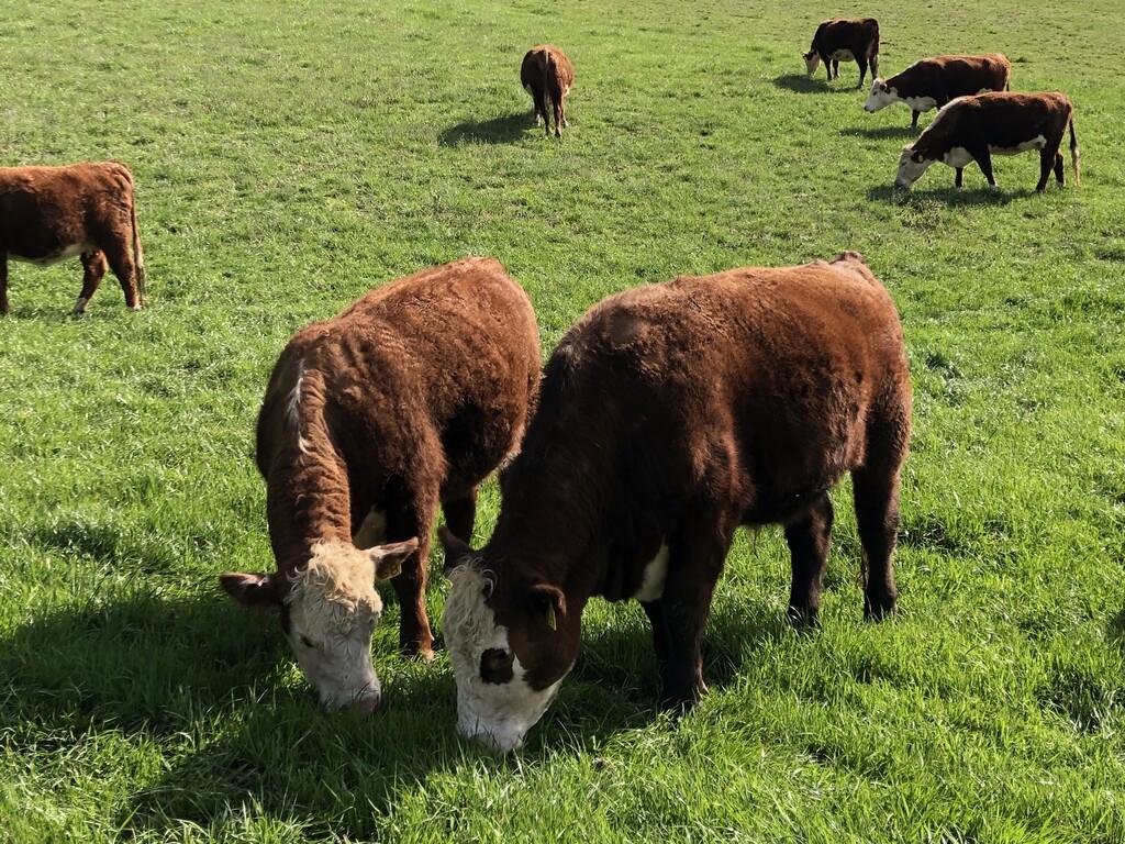 Cattle Ranch Wallpapers - Top Free Cattle Ranch Backgrounds ...