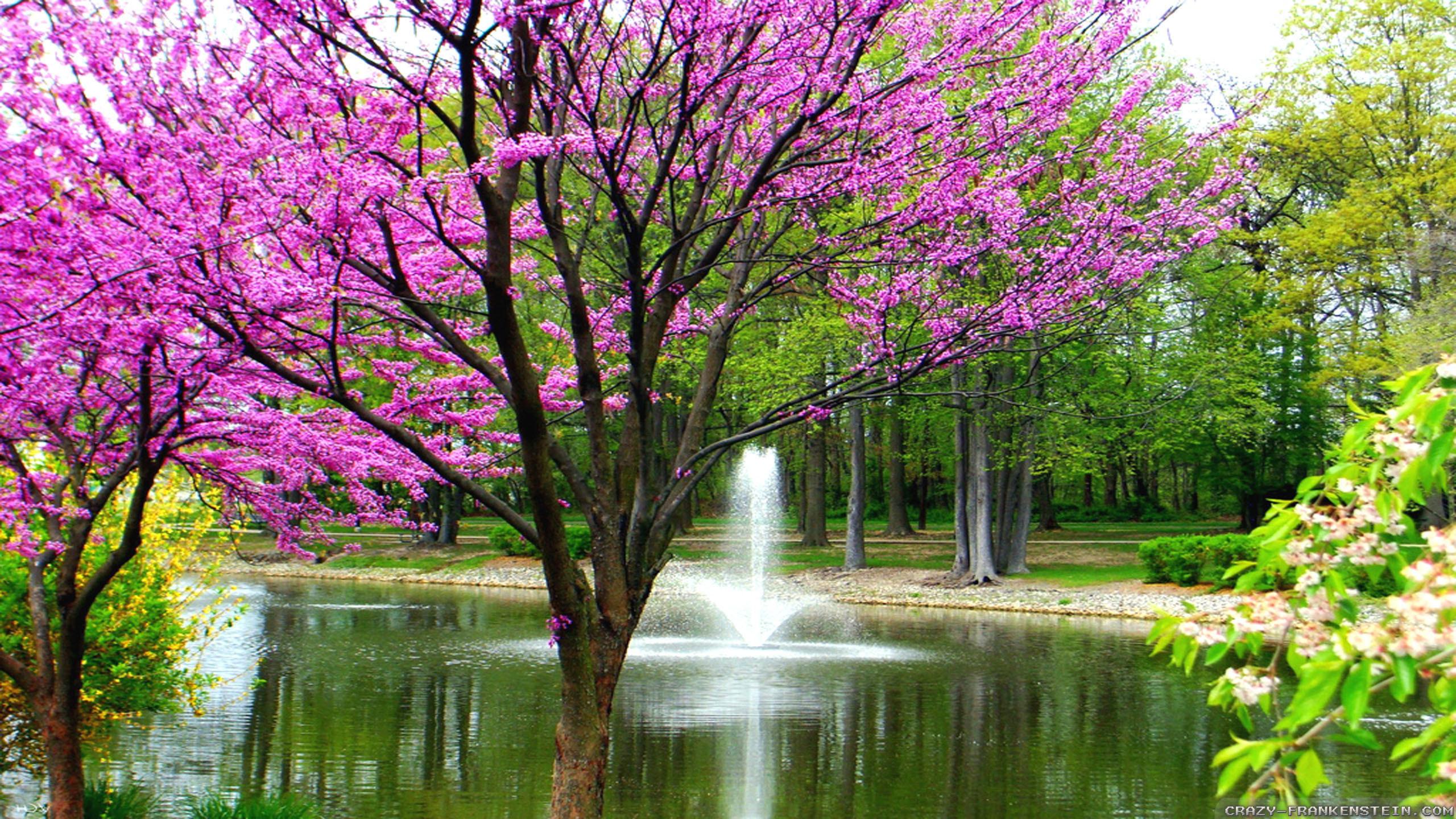 2560X1440 Spring Wallpapers - Top Free 2560X1440 Spring Backgrounds ...