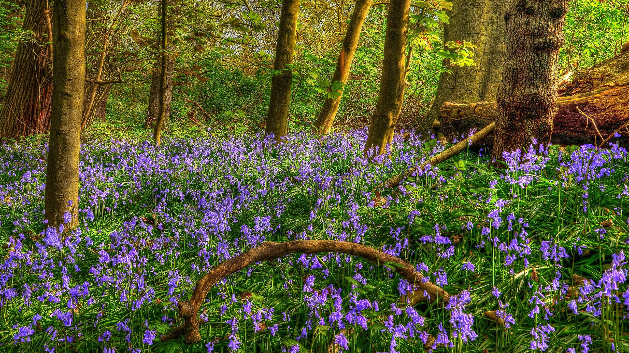 2560X1440 Spring Wallpapers - Top Free 2560X1440 Spring Backgrounds ...