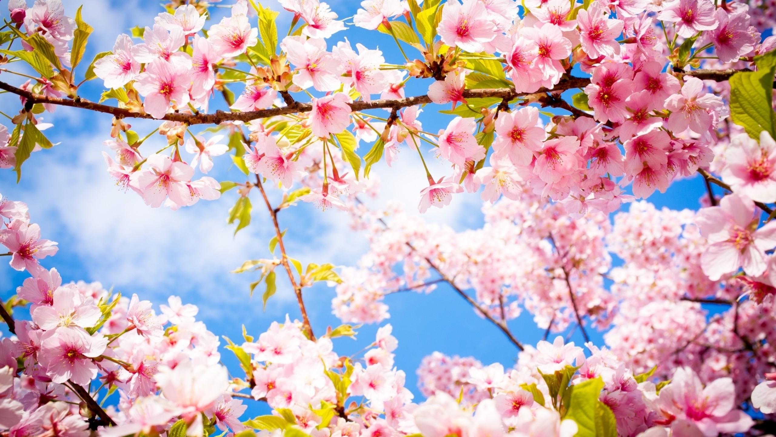 2560X1440 Spring Wallpapers - Top Free 2560X1440 Spring Backgrounds ...
