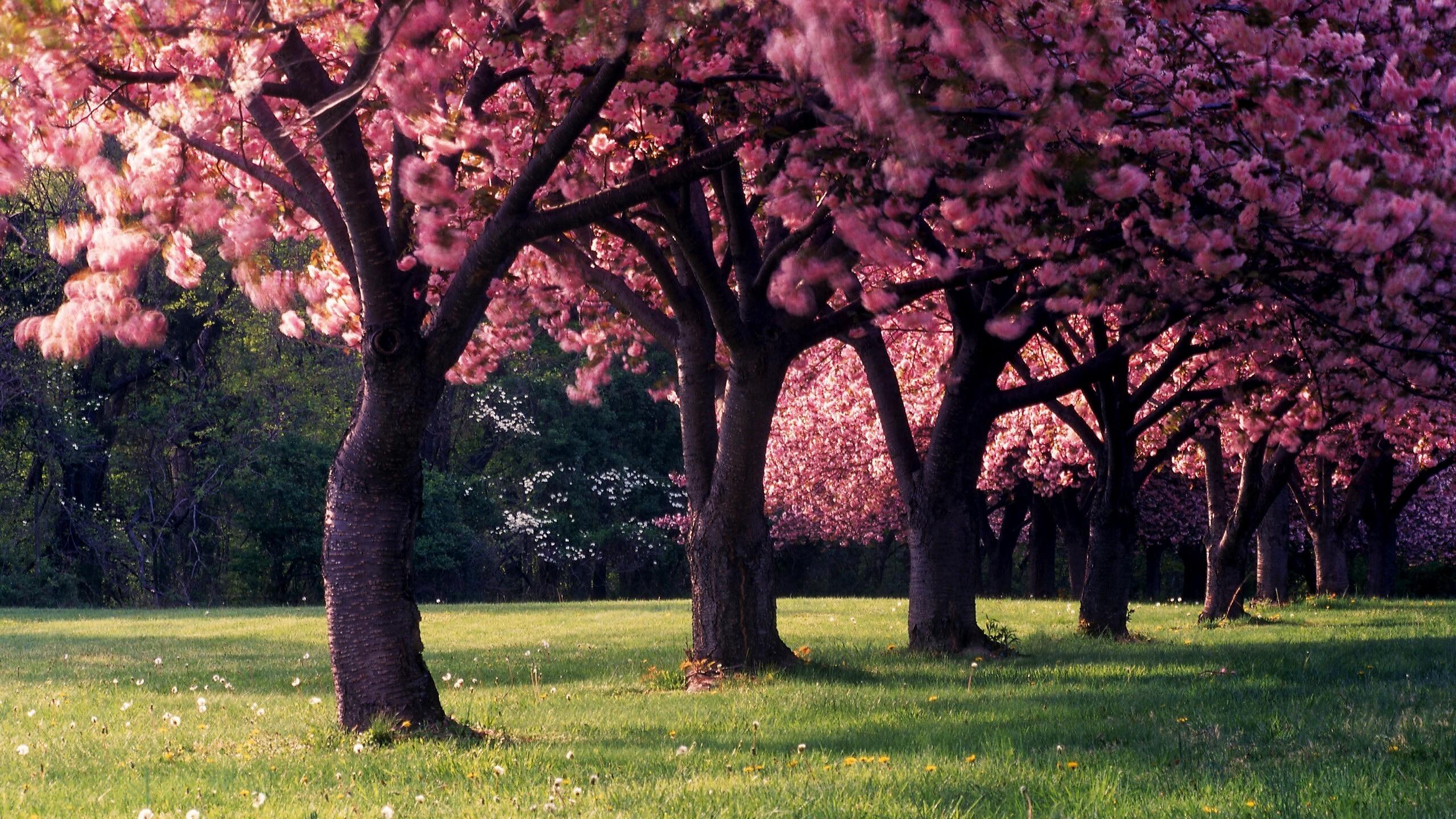 2560X1440 Spring Wallpapers - Top Free 2560X1440 Spring Backgrounds ...
