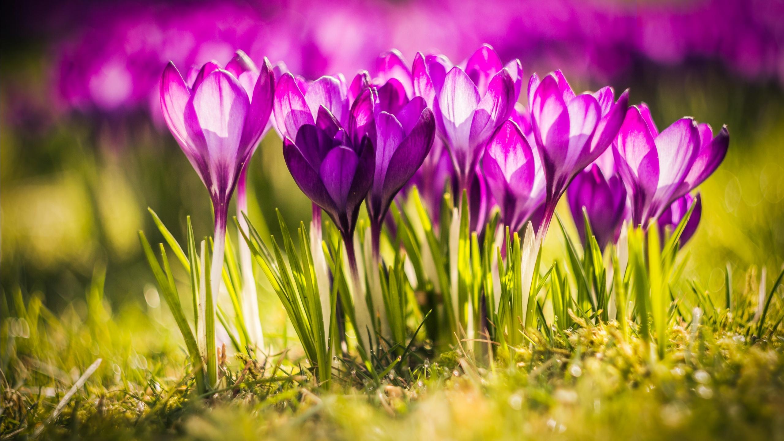 2560X1440 Spring Wallpapers - Top Free 2560X1440 Spring Backgrounds ...