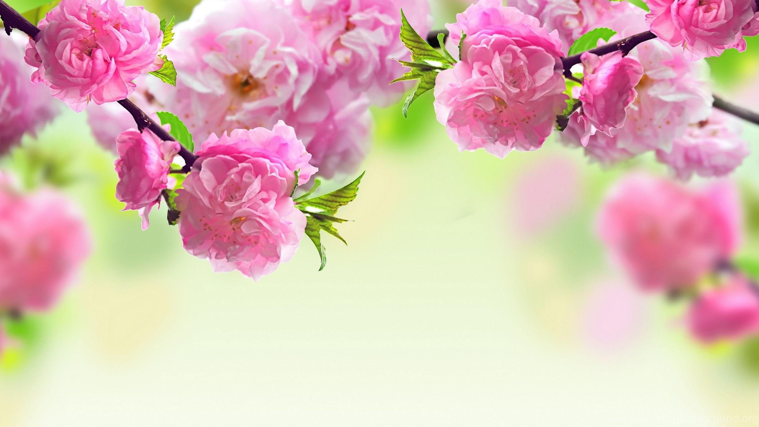 2560X1440 Spring Wallpapers - Top Free 2560X1440 Spring Backgrounds ...