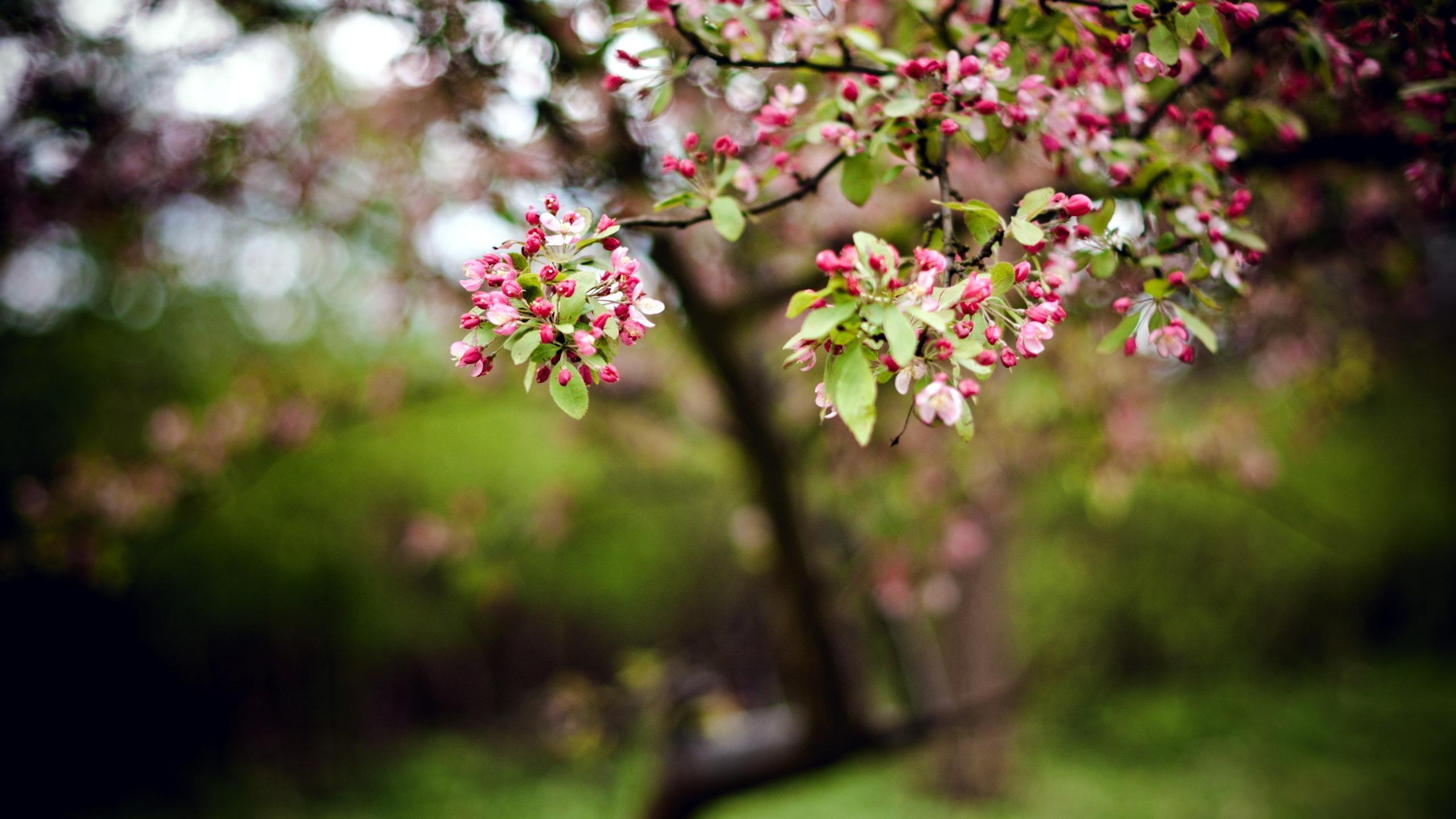 2560X1440 Spring Wallpapers - Top Free 2560X1440 Spring Backgrounds ...