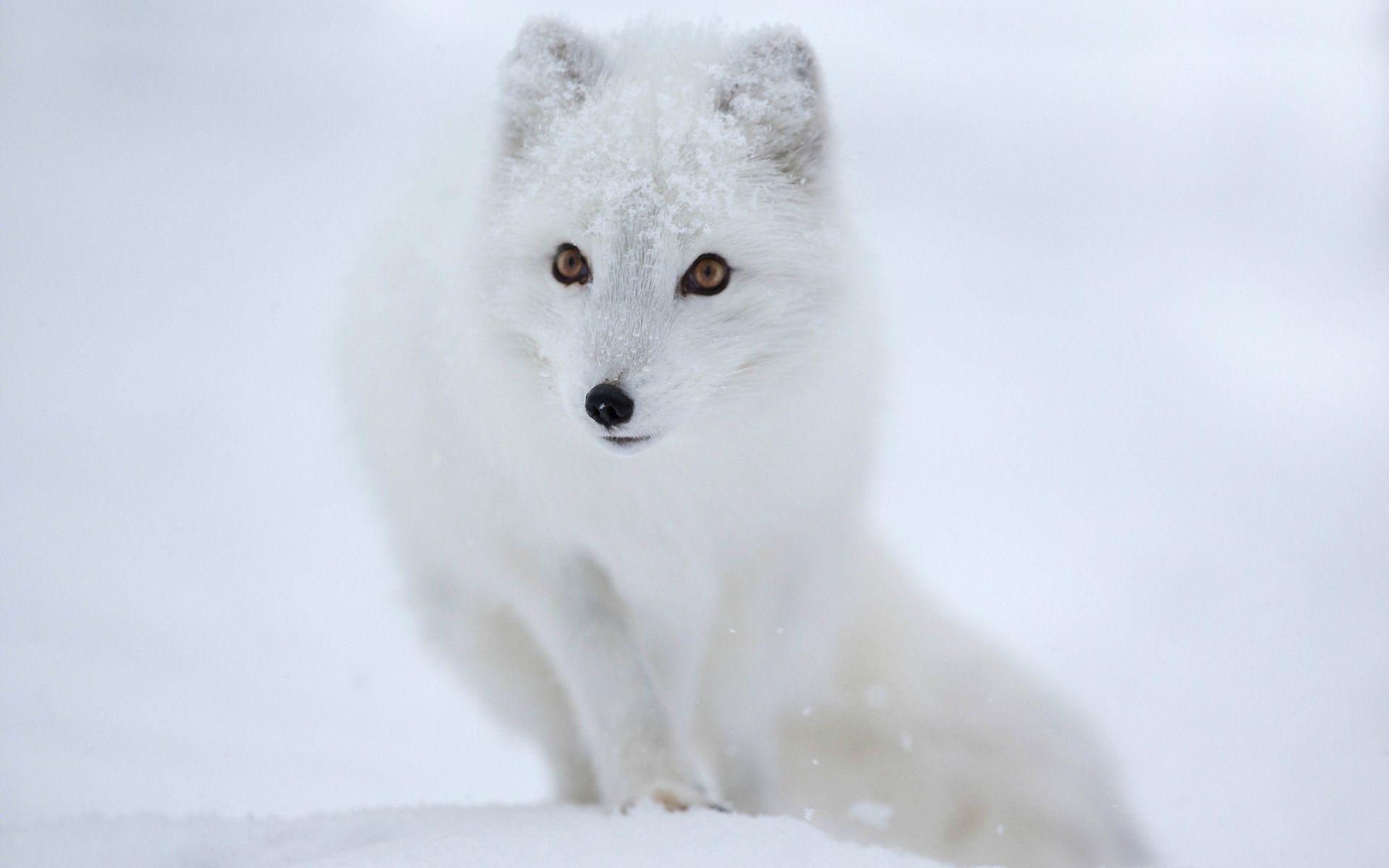 Cute White Fox Wallpapers - Top Free Cute White Fox Backgrounds ...