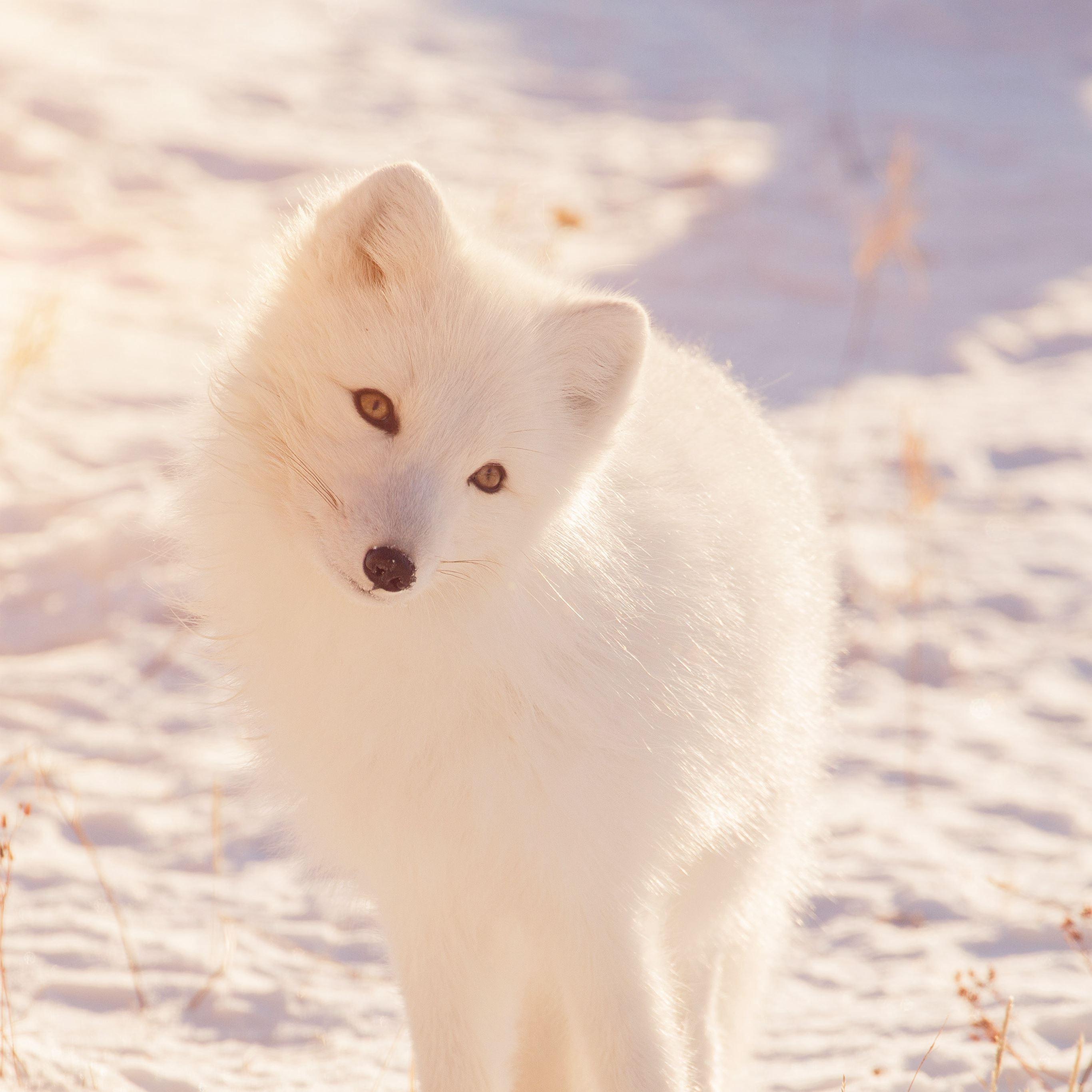 Cute White Fox Wallpapers - Top Free Cute White Fox Backgrounds ...