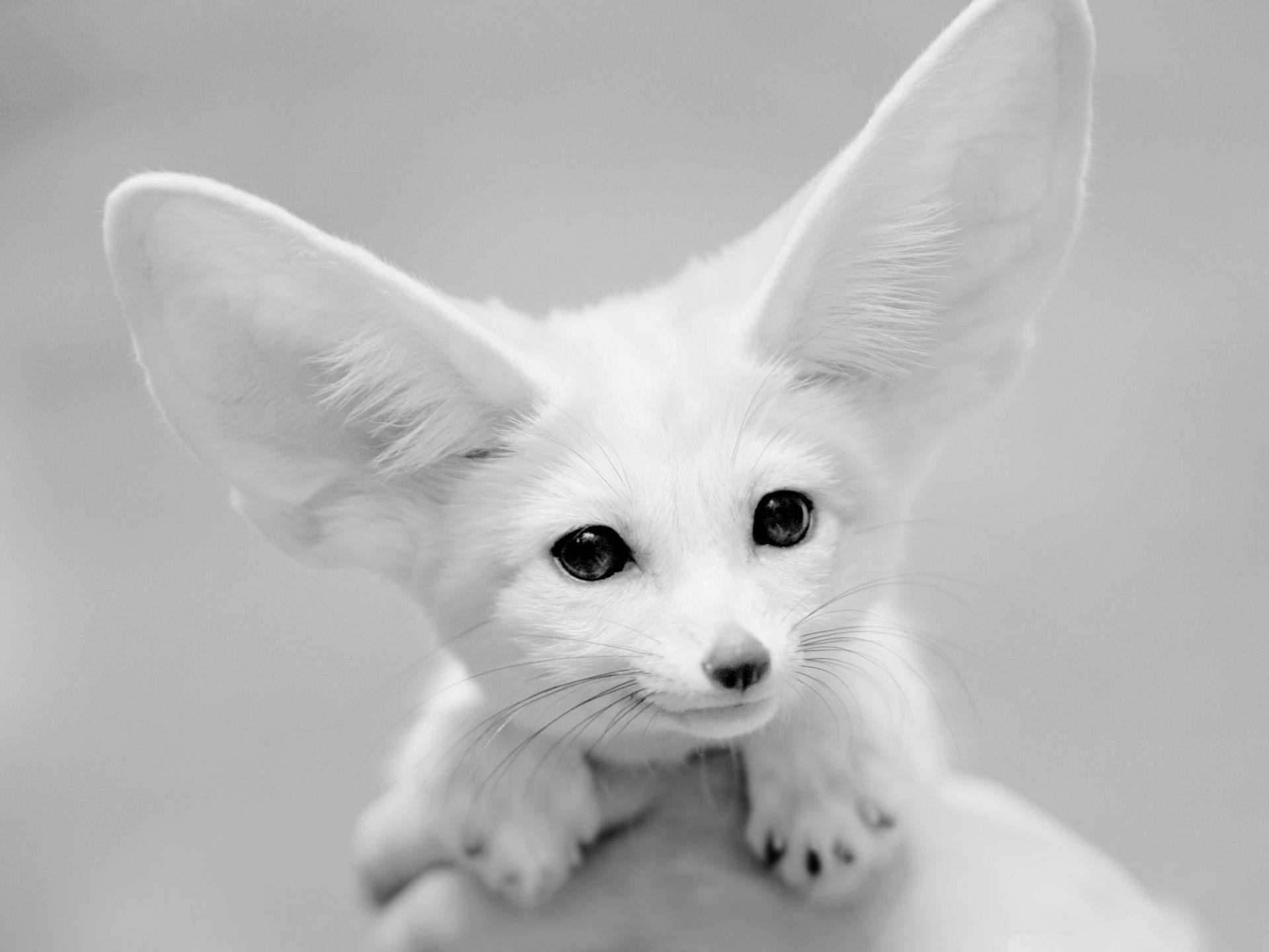 Cute White Fox Wallpapers - Top Free Cute White Fox Backgrounds ...
