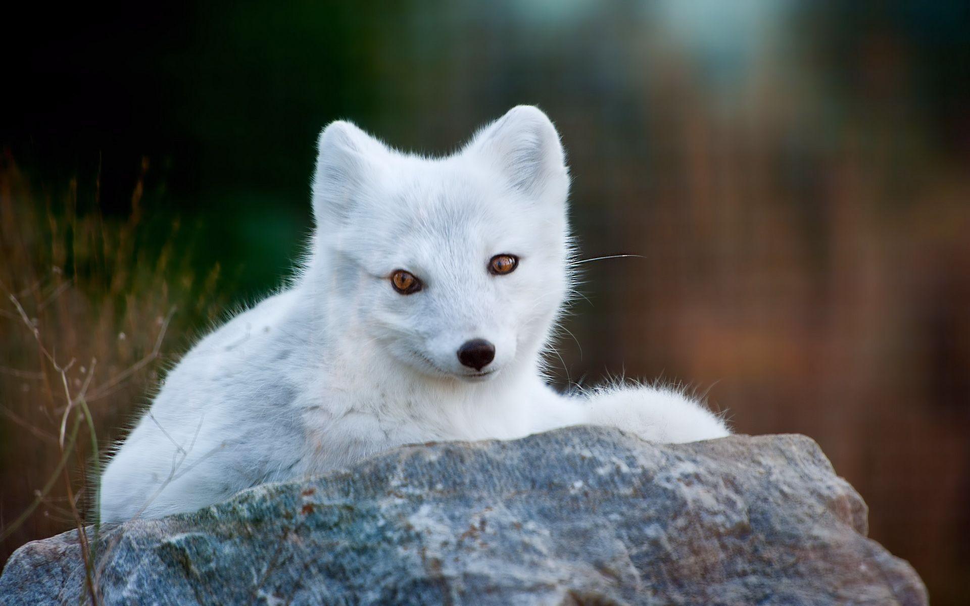 Cute White Fox Wallpapers - Top Free Cute White Fox Backgrounds ...