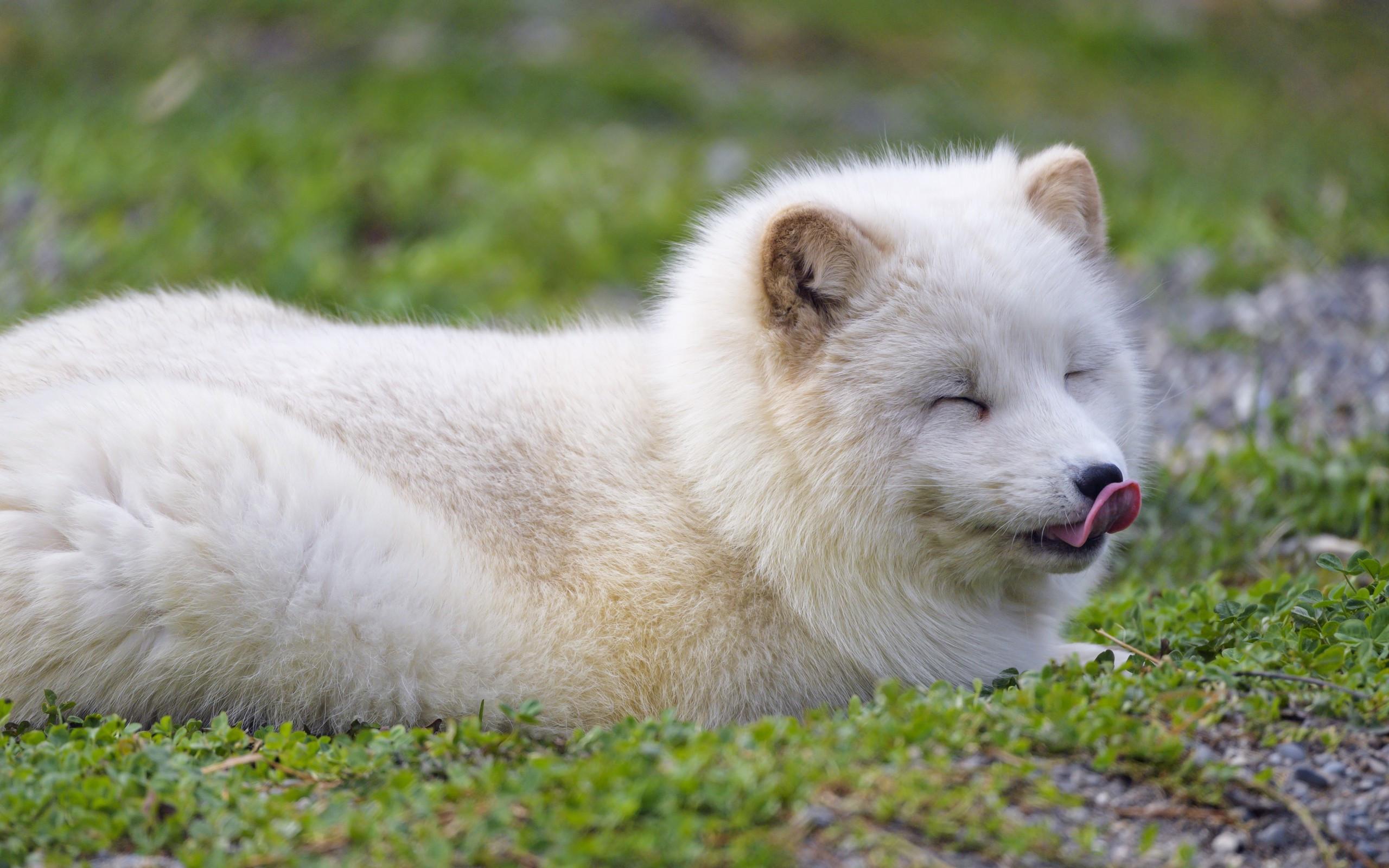 Cute White Fox Wallpapers - Top Free Cute White Fox Backgrounds ...