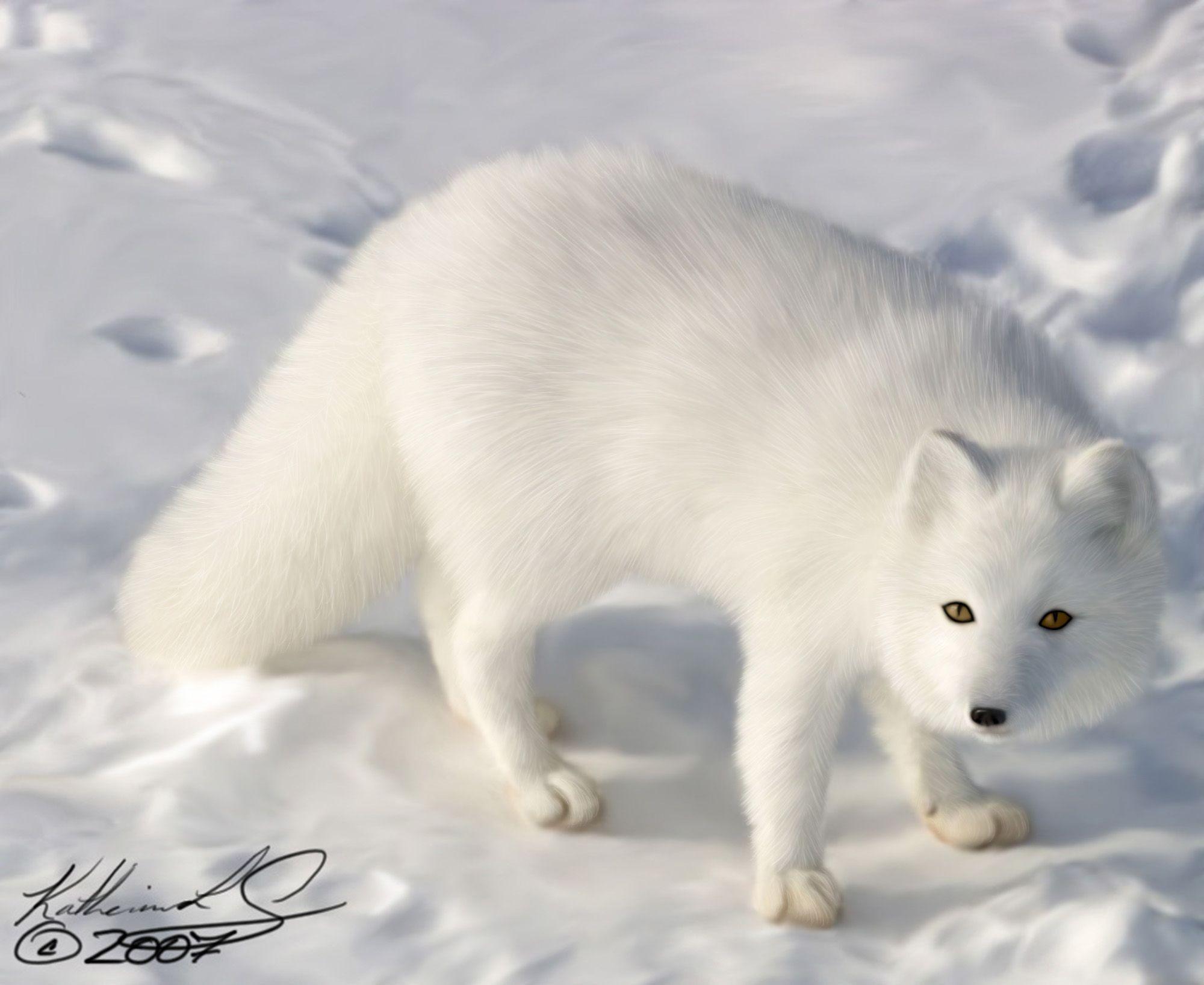 Cute White Fox Wallpapers - Top Free Cute White Fox Backgrounds ...