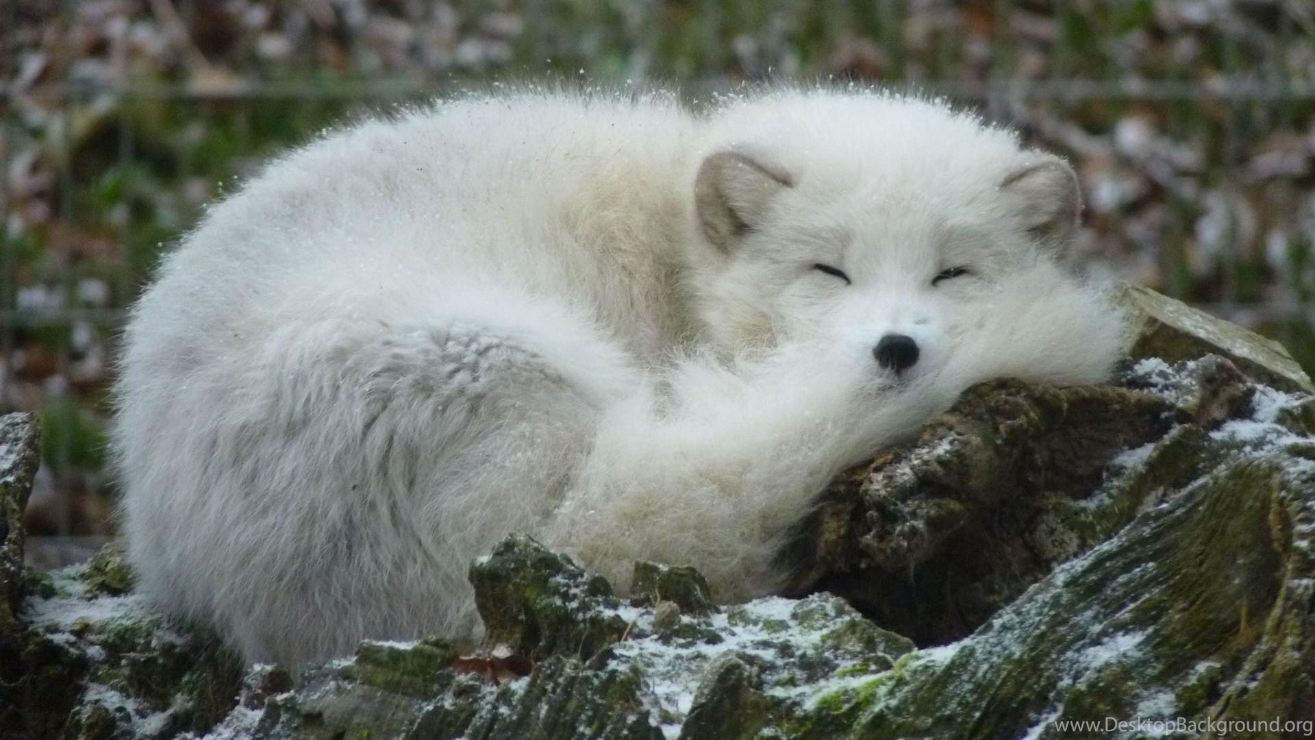 Cute White Fox Wallpapers - Top Free Cute White Fox Backgrounds ...