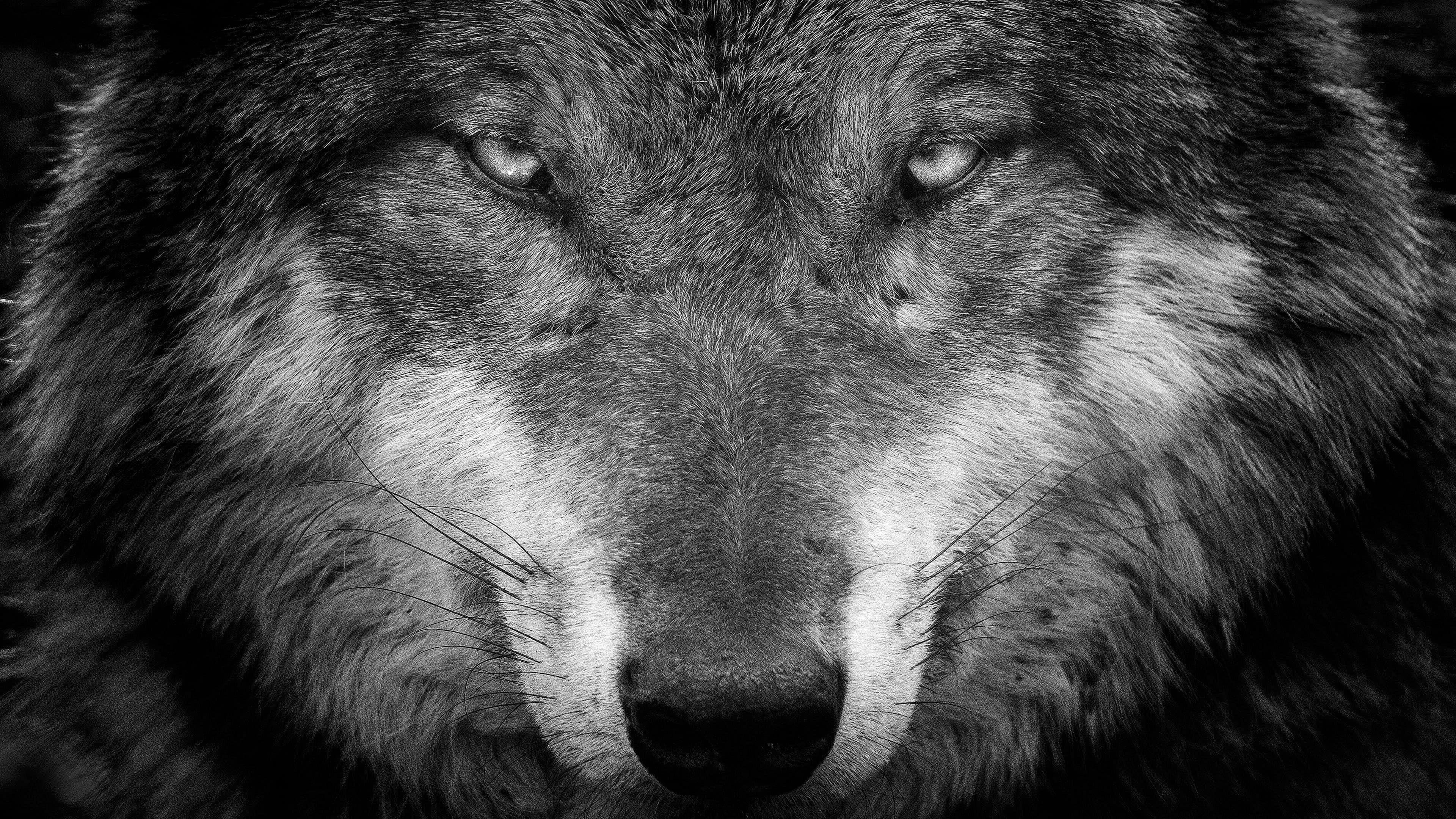 Cool Black and White Wolf Wallpapers - Top Free Cool Black and White ...
