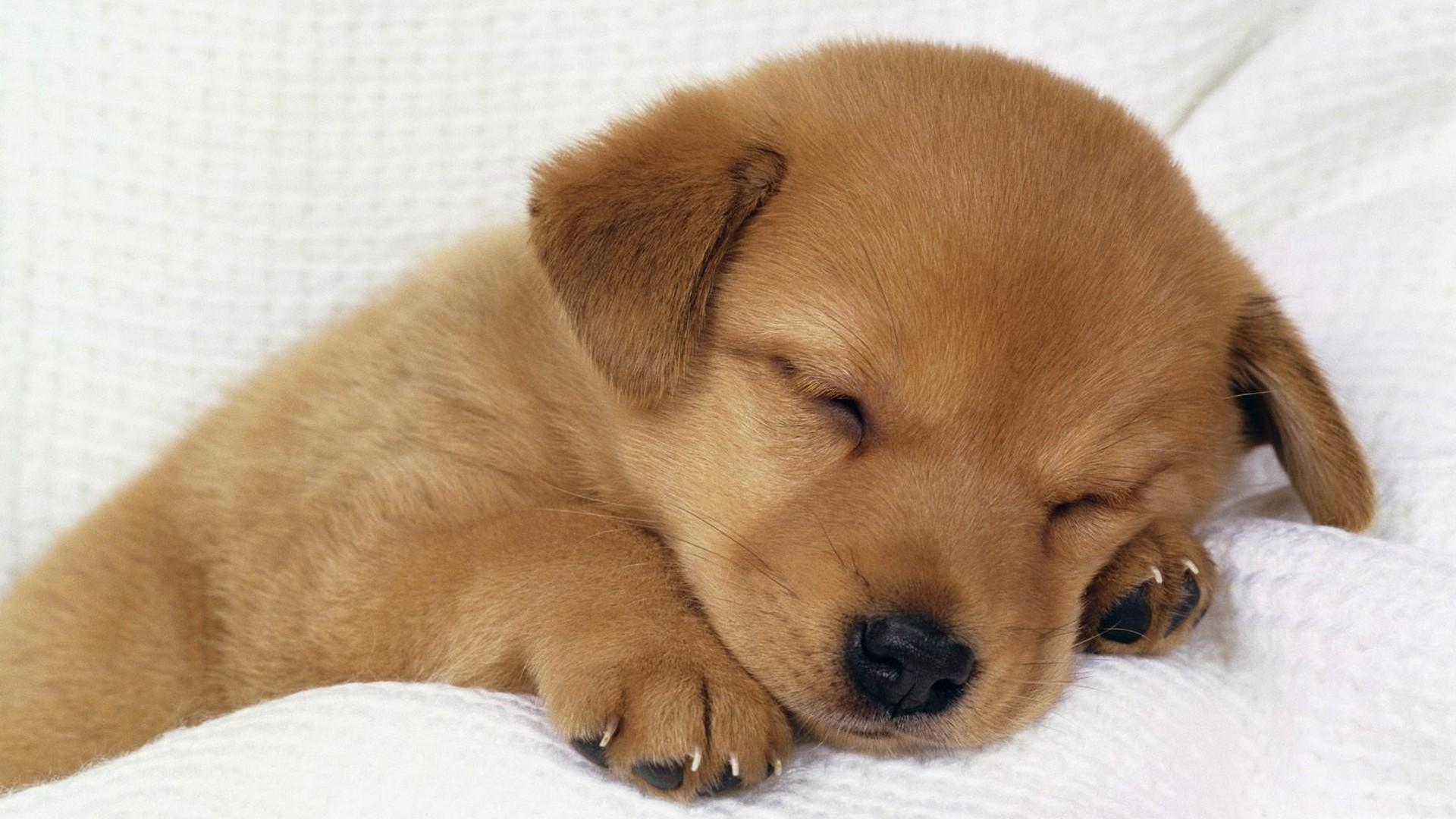 Cute Puppies Desktop Wallpapers - Top Free Cute Puppies Desktop ...