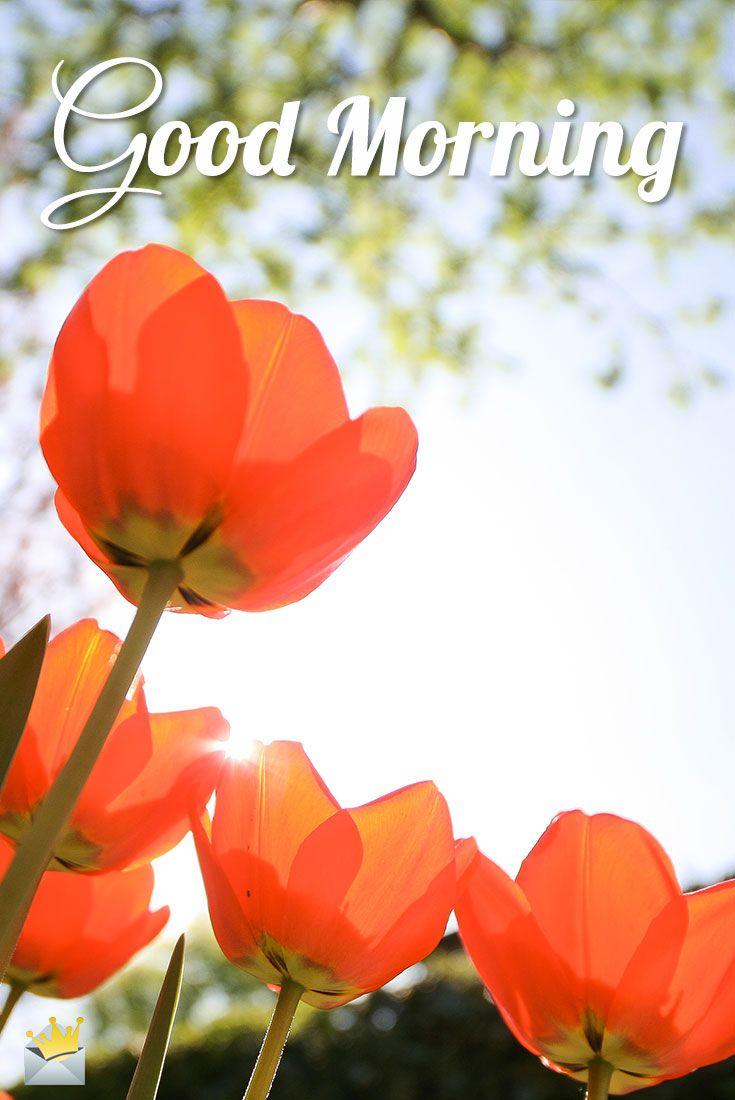 Good Day Quote Wallpapers - Top Free Good Day Quote Backgrounds ...