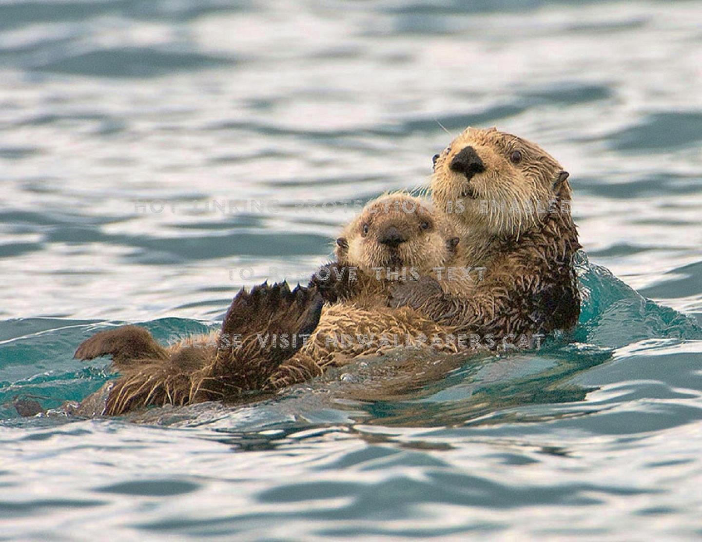 Otter HD Wallpapers - Top Free Otter HD Backgrounds - WallpaperAccess