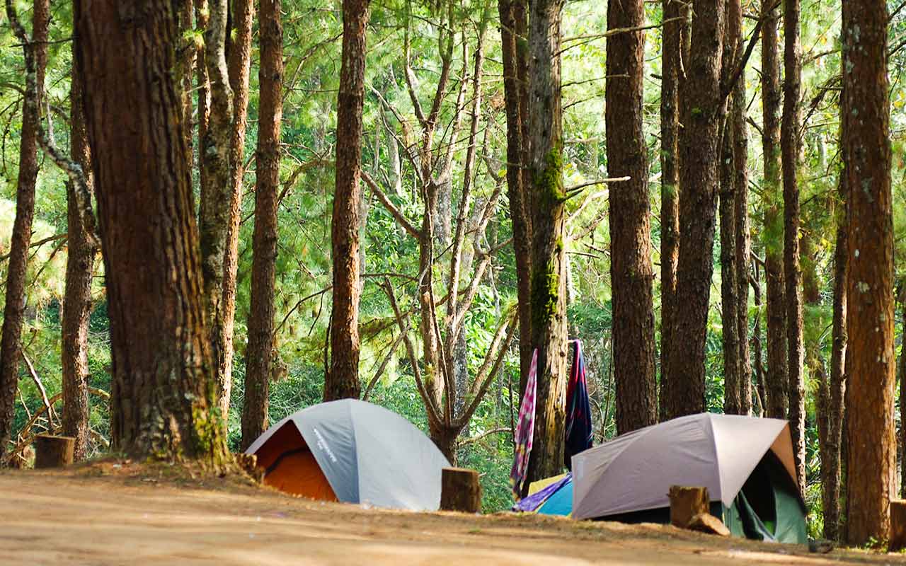 Camping Forest Wallpapers - Top Free Camping Forest Backgrounds ...