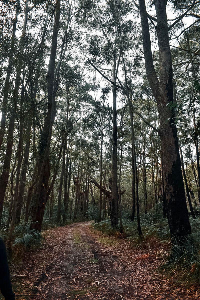 Camping Forest Wallpapers - Top Free Camping Forest Backgrounds ...