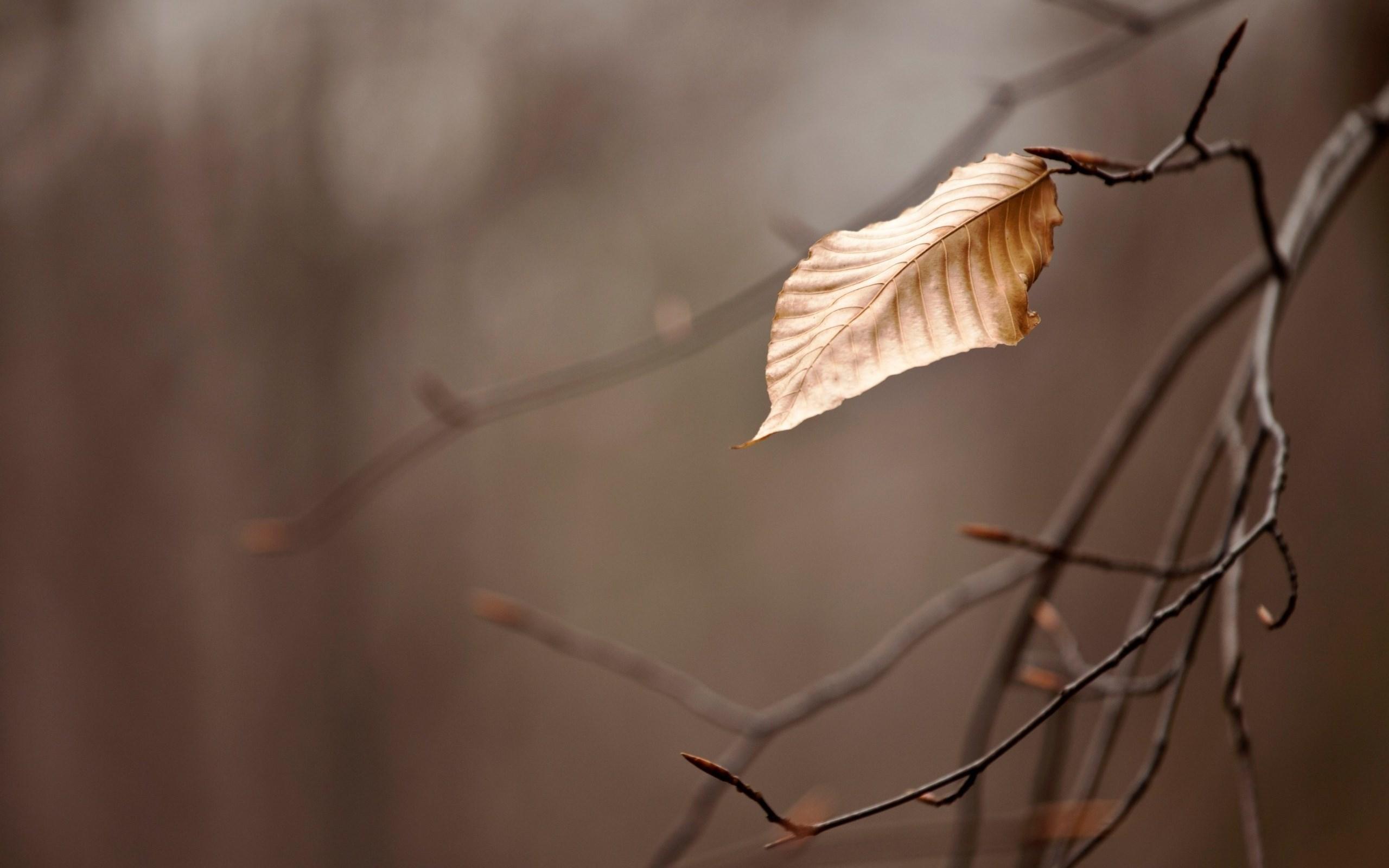 Branch Wallpapers - Top Free Branch Backgrounds - WallpaperAccess