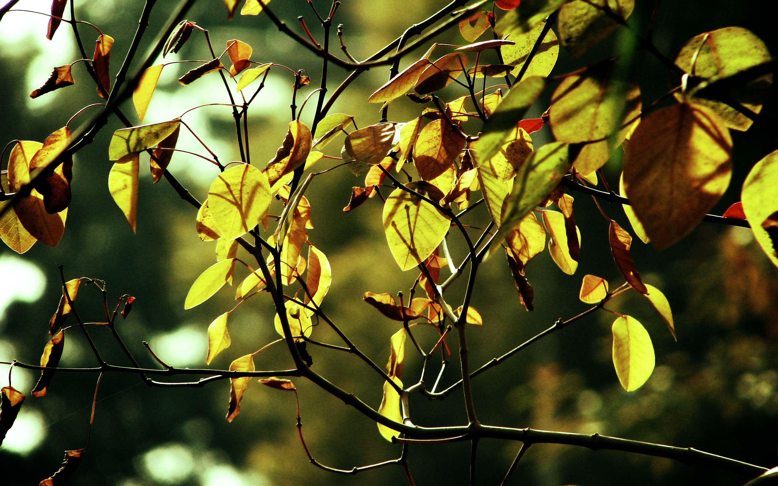 Branch Wallpapers - Top Free Branch Backgrounds - WallpaperAccess
