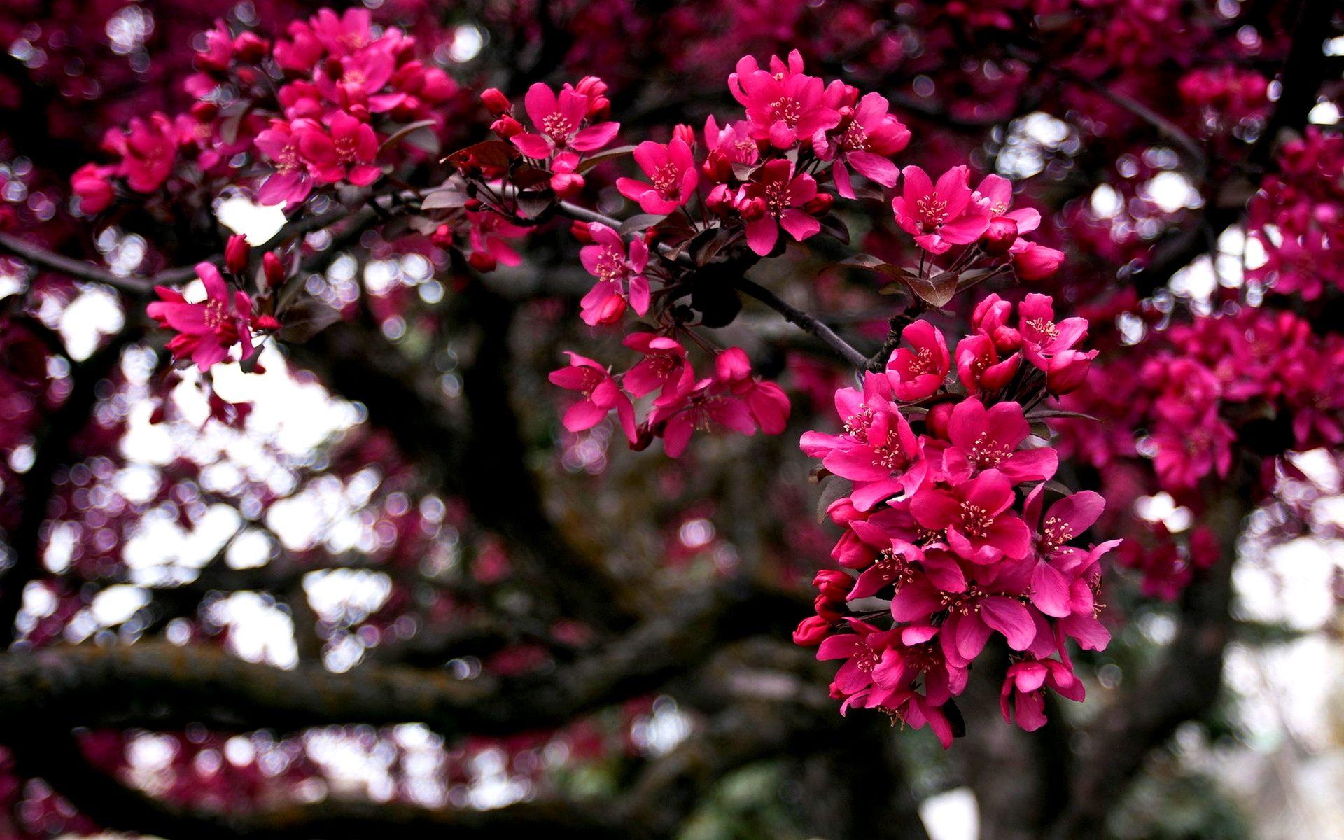 Branch Wallpapers - Top Free Branch Backgrounds - WallpaperAccess