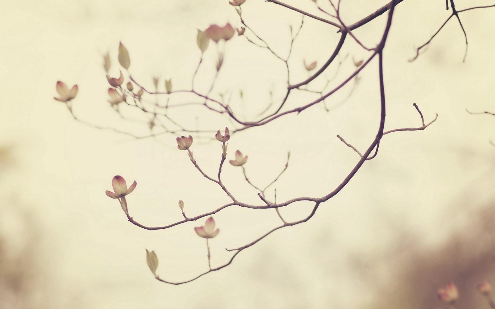 Branch Wallpapers - Top Free Branch Backgrounds - WallpaperAccess