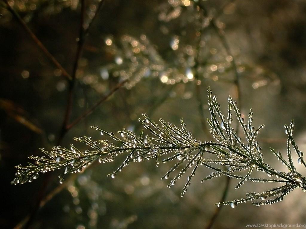Branch Wallpapers - Top Free Branch Backgrounds - WallpaperAccess