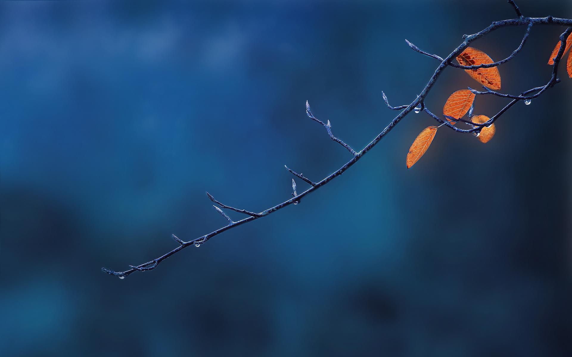 Branch Wallpapers - Top Free Branch Backgrounds - WallpaperAccess