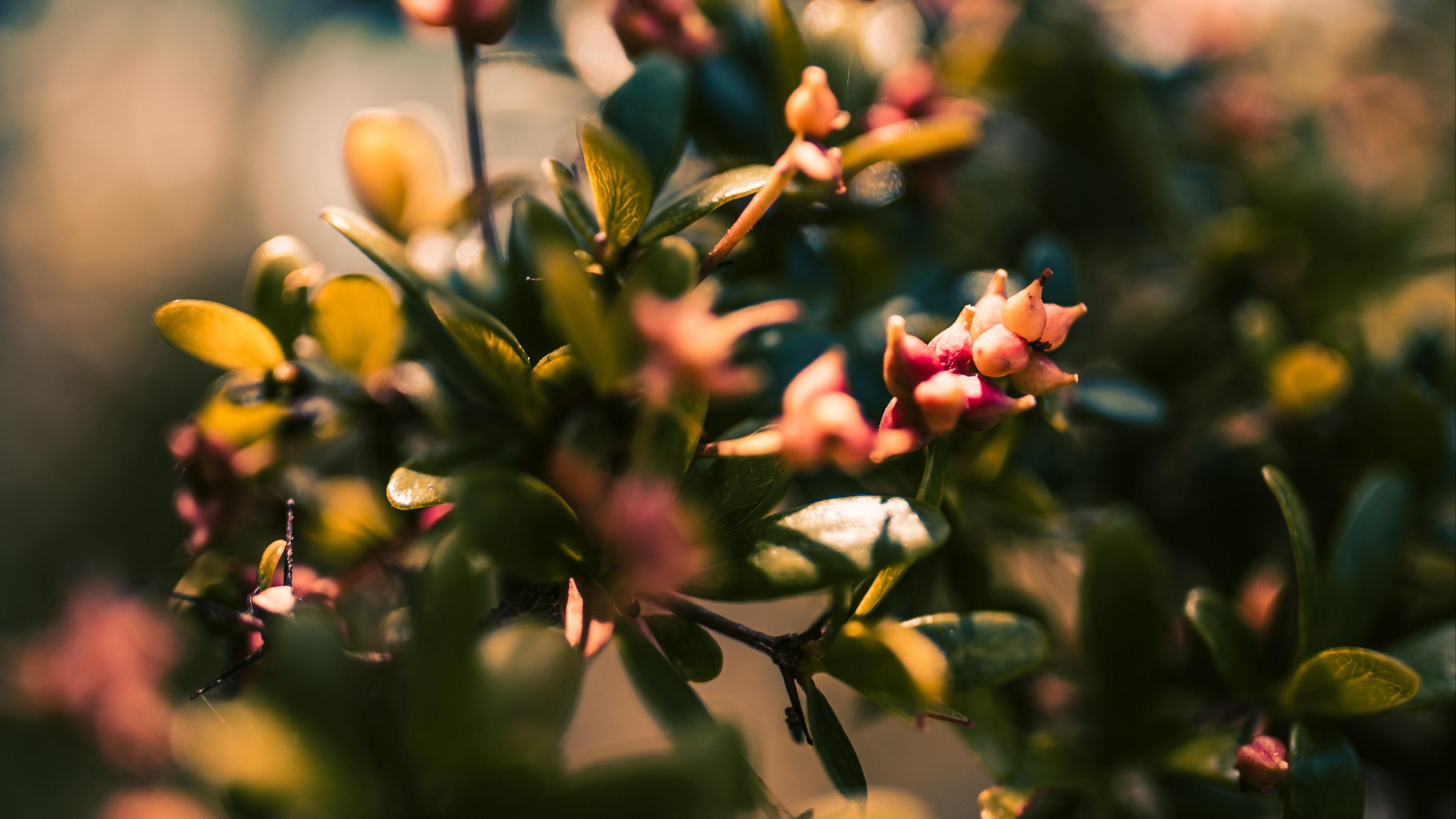 Branch Wallpapers - Top Free Branch Backgrounds - WallpaperAccess