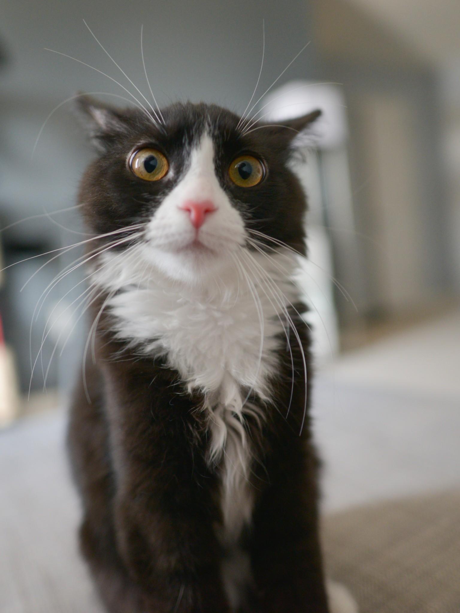 Tuxedo Kitten Wallpapers - Top Free Tuxedo Kitten Backgrounds ...