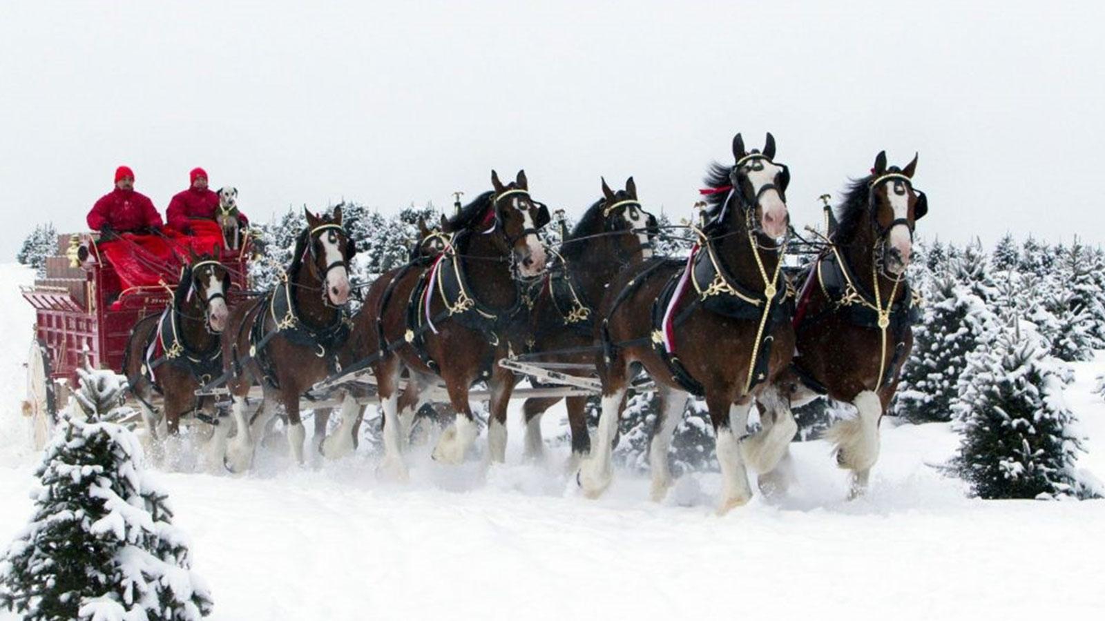 Budweiser Clydesdales Wallpapers - Top Free Budweiser Clydesdales ...