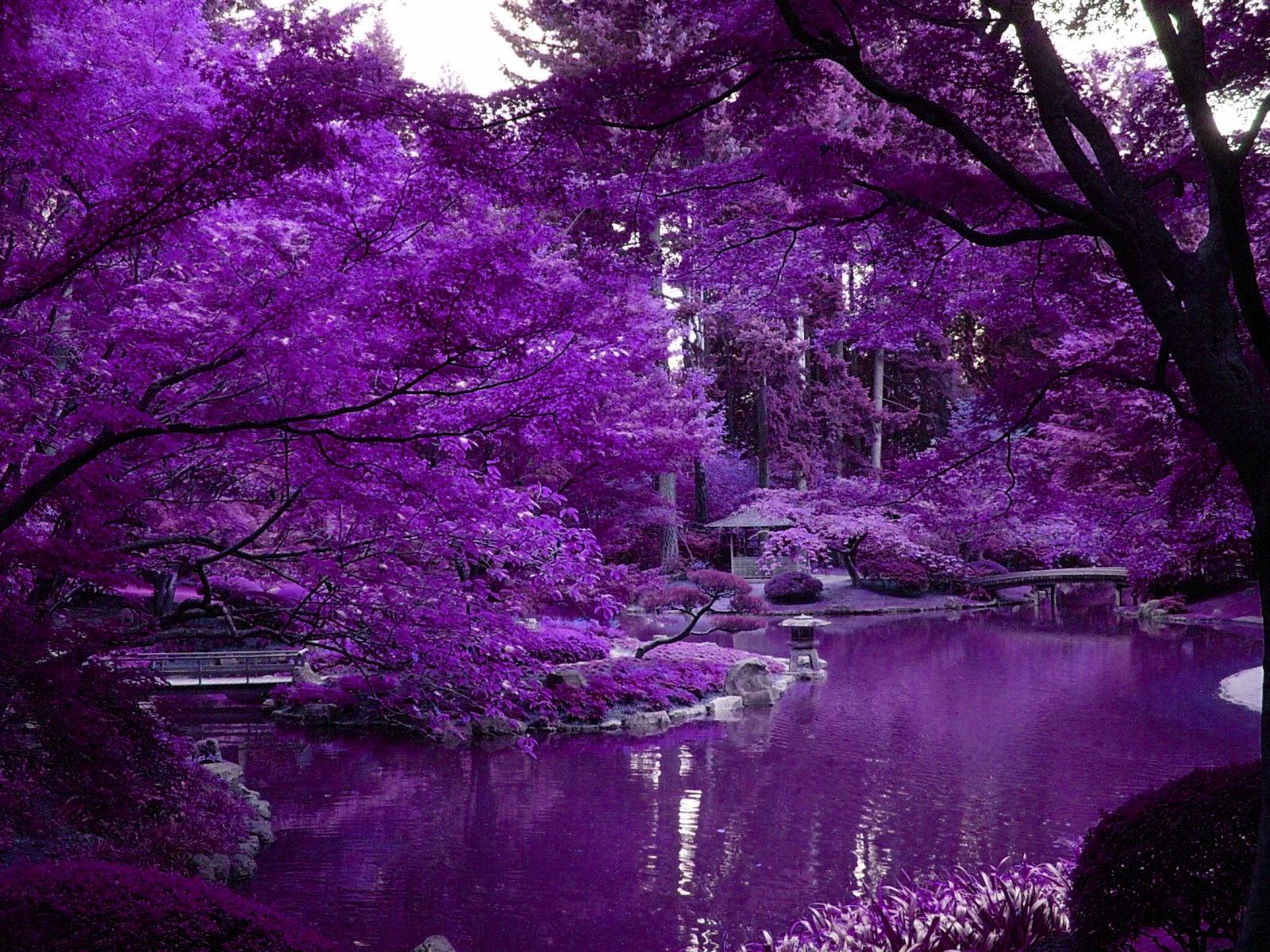 Purple Japan Wallpapers - Top Free Purple Japan Backgrounds ...