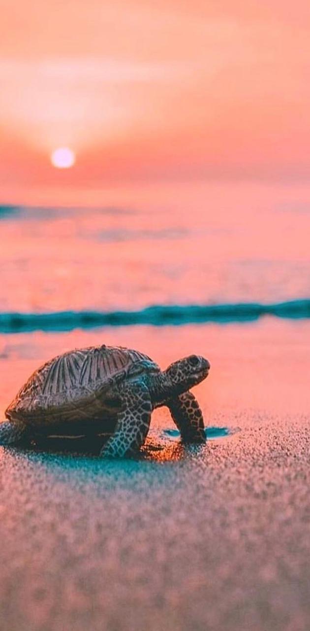 Aesthetic Turtle Wallpapers - Top Free Aesthetic Turtle Backgrounds ...