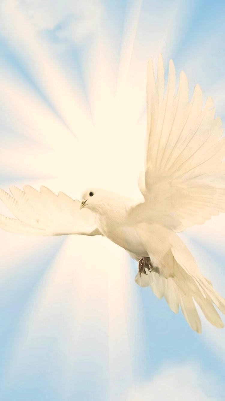 Dove iPhone Wallpapers - Top Free Dove iPhone Backgrounds - WallpaperAccess