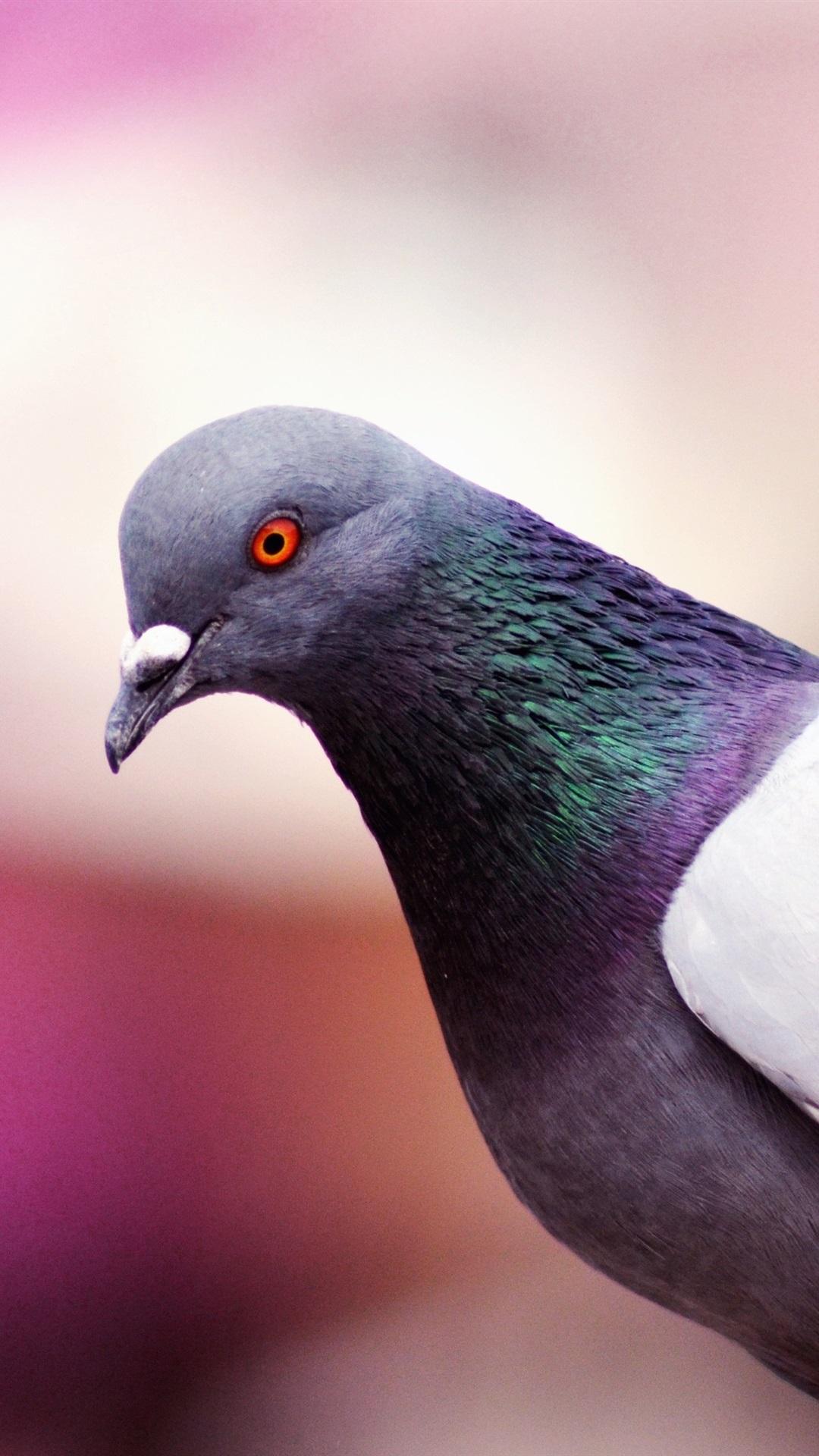 Dove iPhone Wallpapers - Top Free Dove iPhone Backgrounds - WallpaperAccess