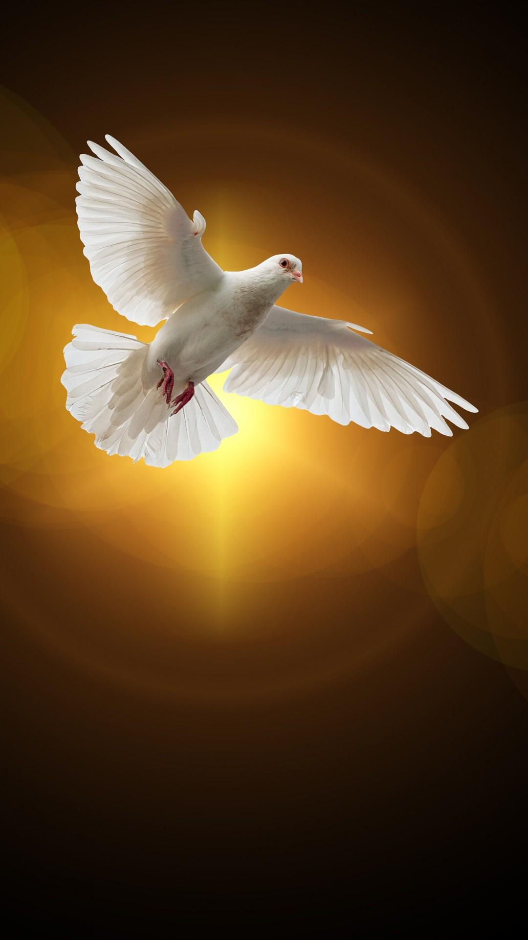 Dove iPhone Wallpapers - Top Free Dove iPhone Backgrounds - WallpaperAccess