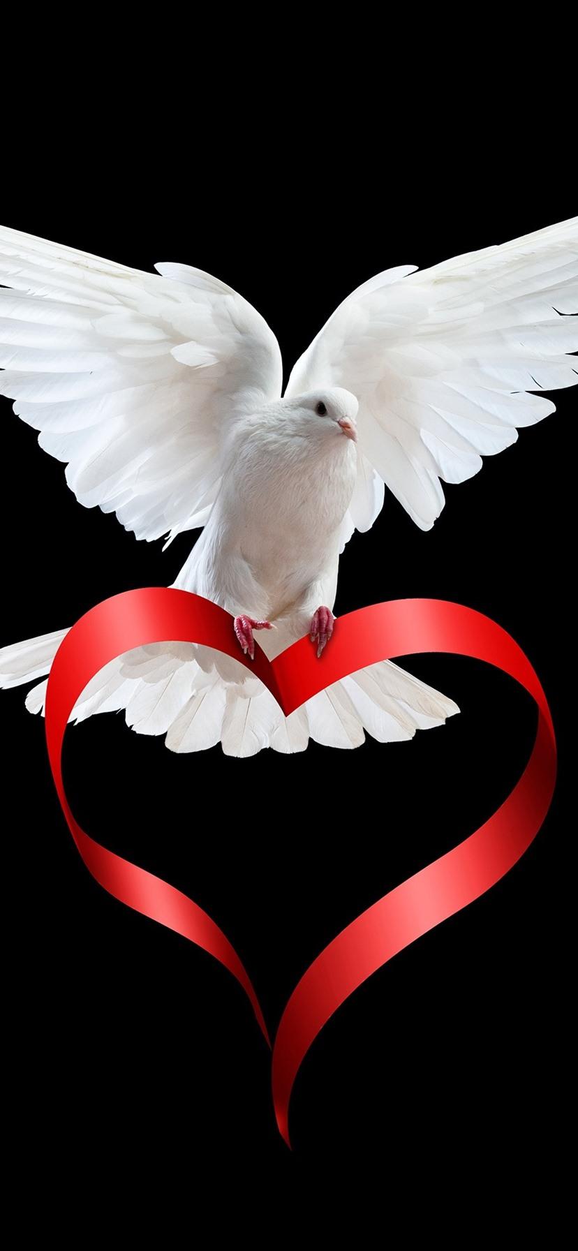 Dove iPhone Wallpapers - Top Free Dove iPhone Backgrounds - WallpaperAccess