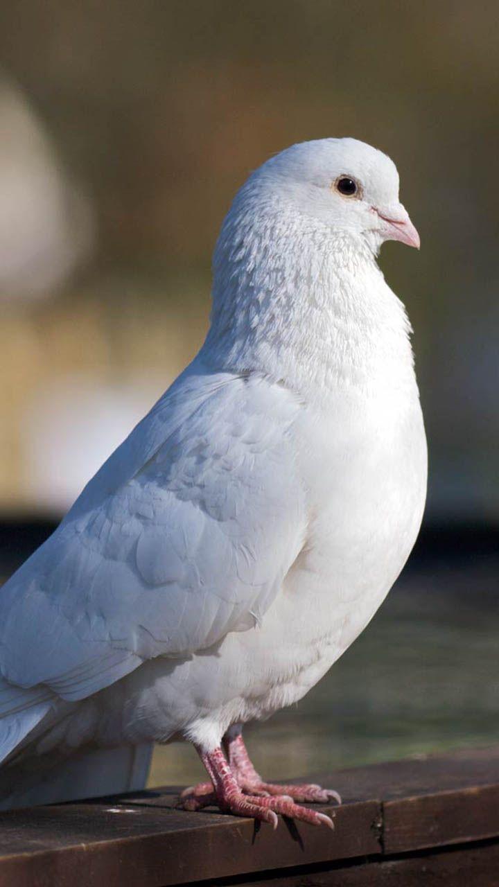 Dove iPhone Wallpapers - Top Free Dove iPhone Backgrounds - WallpaperAccess