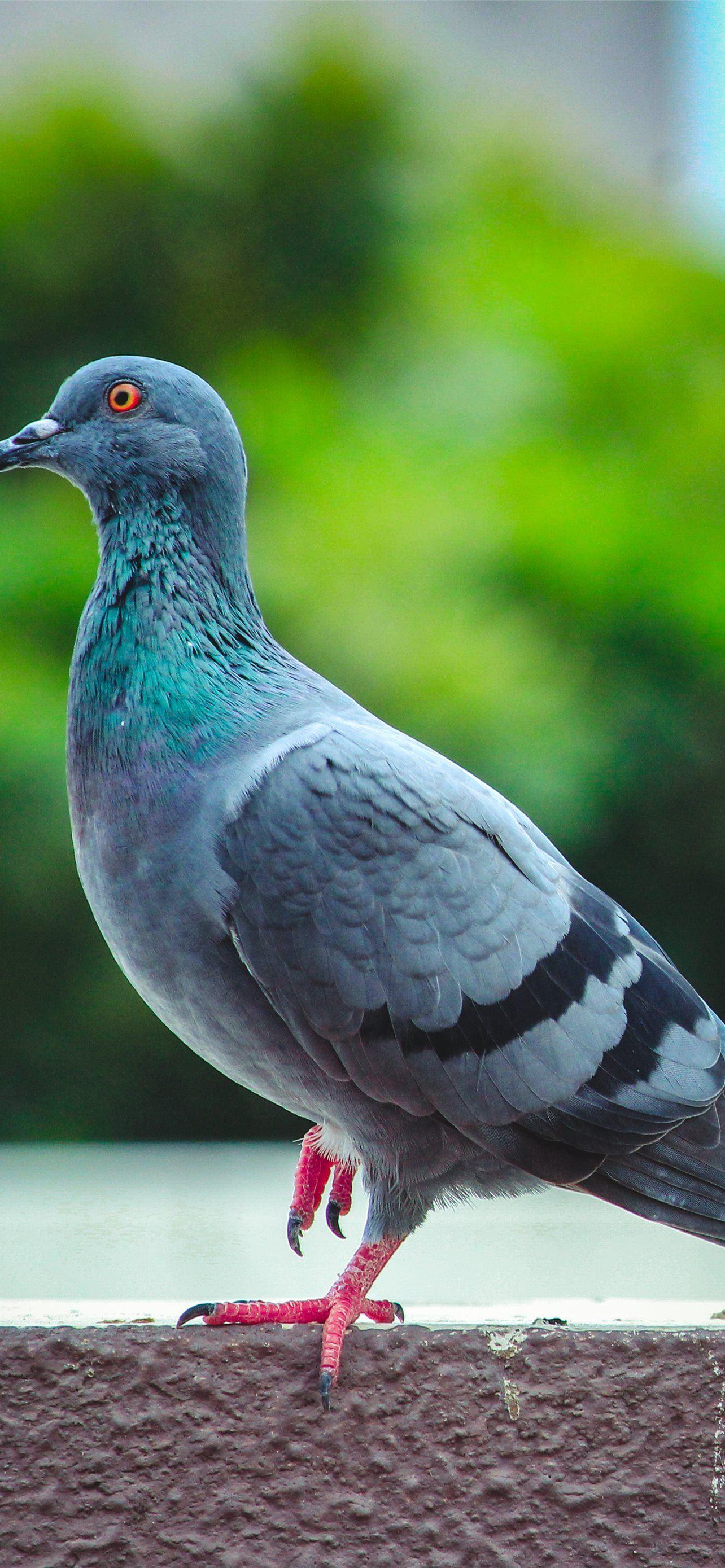 Dove iPhone Wallpapers - Top Free Dove iPhone Backgrounds - WallpaperAccess