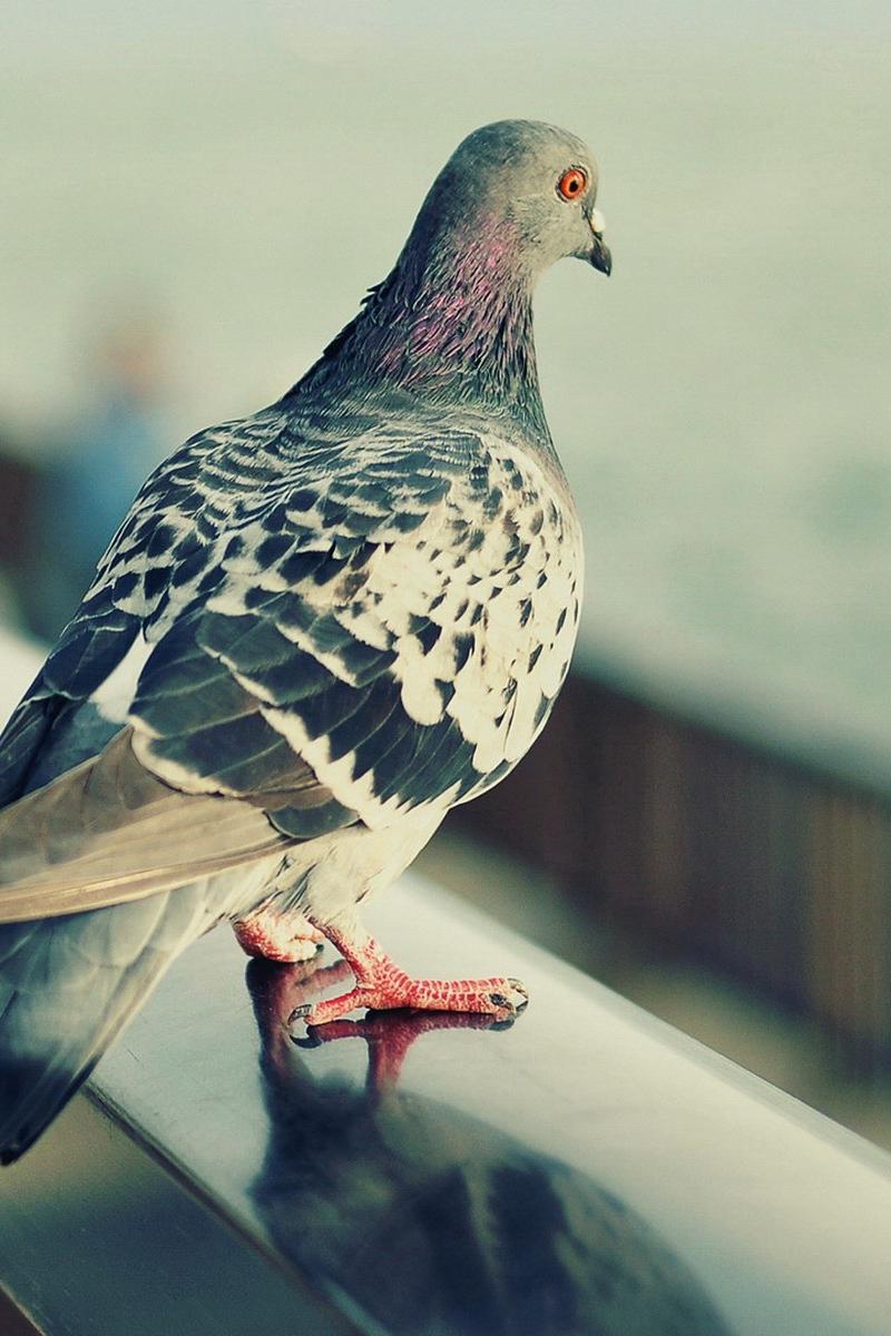Dove iPhone Wallpapers - Top Free Dove iPhone Backgrounds - WallpaperAccess