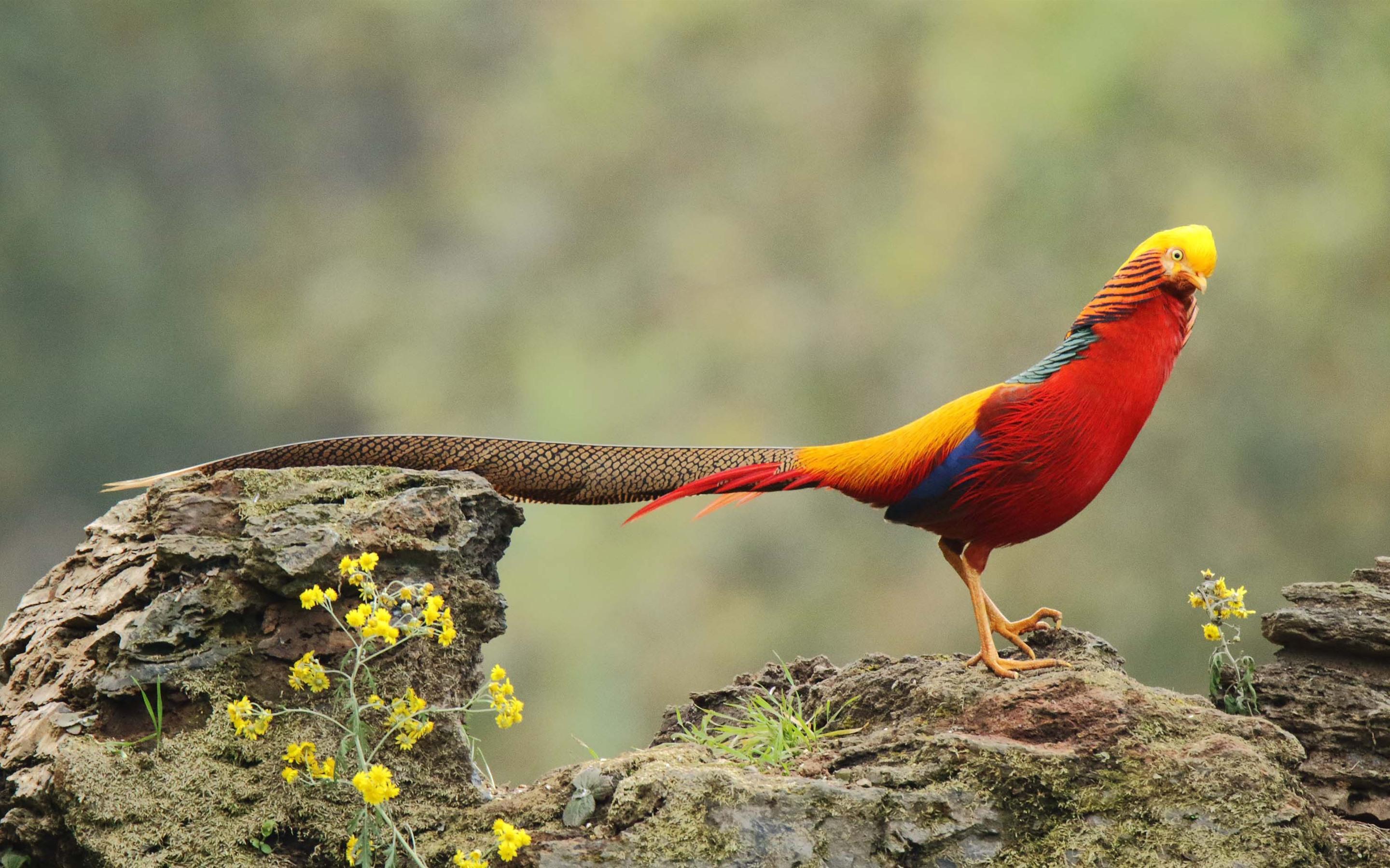 Golden Pheasant Wallpapers - Top Free Golden Pheasant Backgrounds - WallpaperAccess