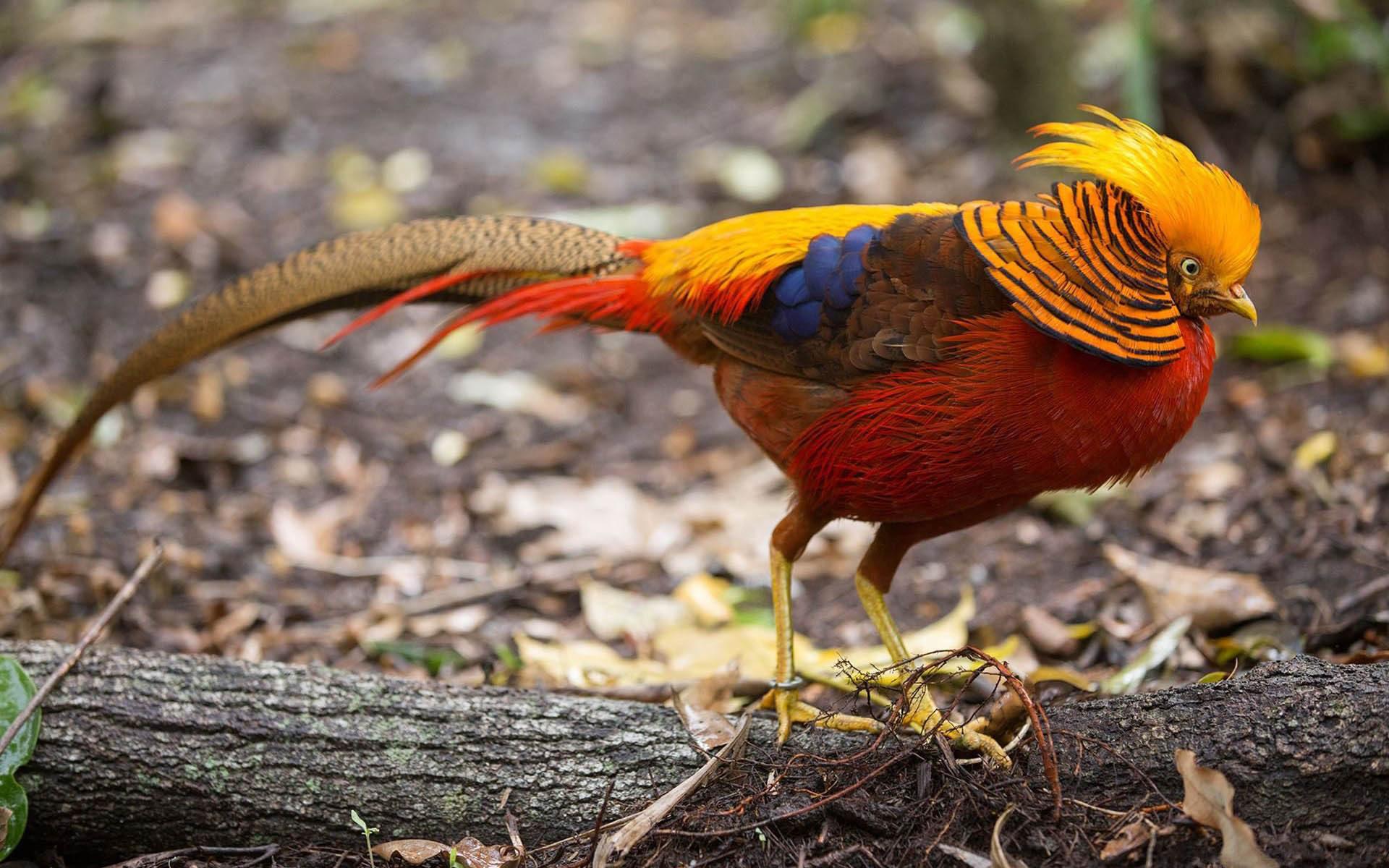 Golden Pheasant Wallpapers - Top Free Golden Pheasant Backgrounds ...