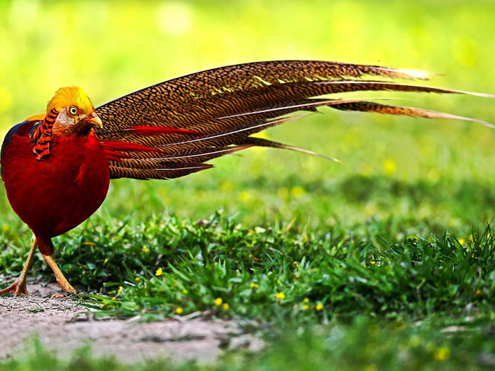 Golden Pheasant Wallpapers - Top Free Golden Pheasant Backgrounds ...