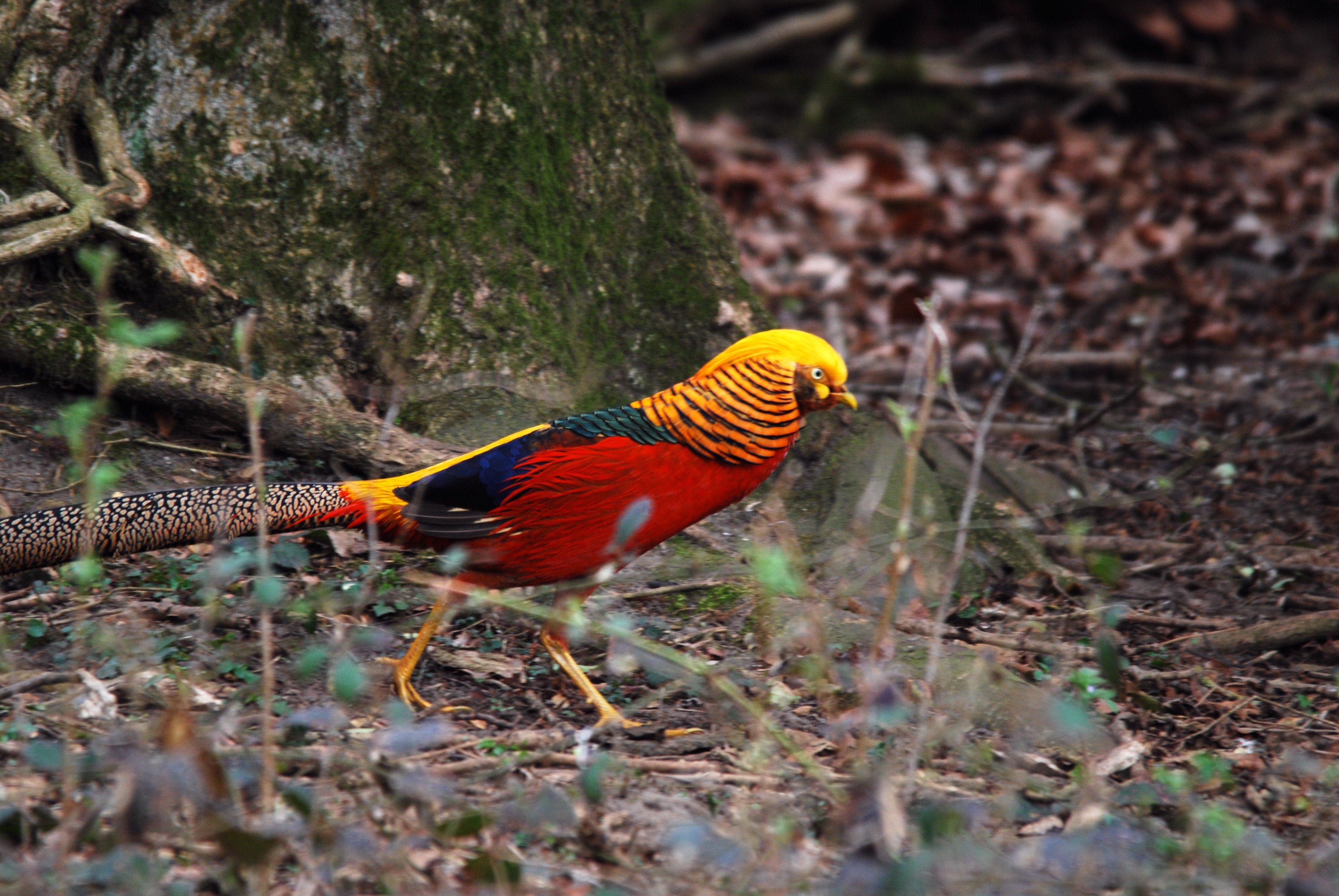 Golden Pheasant Wallpapers - Top Free Golden Pheasant Backgrounds ...