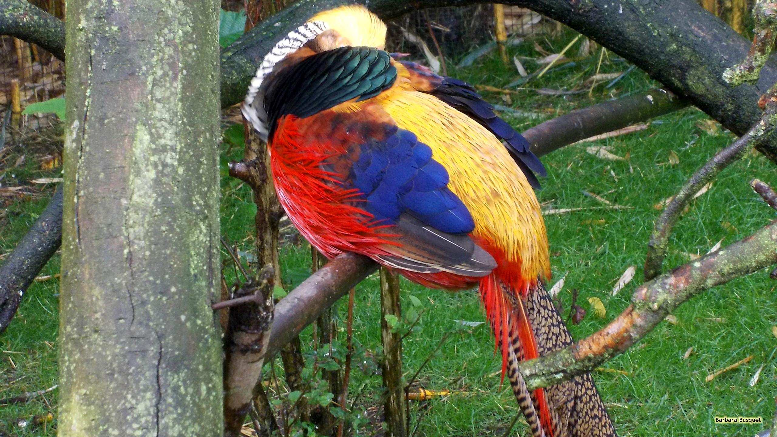 Chinese Bird Wallpapers - Top Free Chinese Bird Backgrounds ...