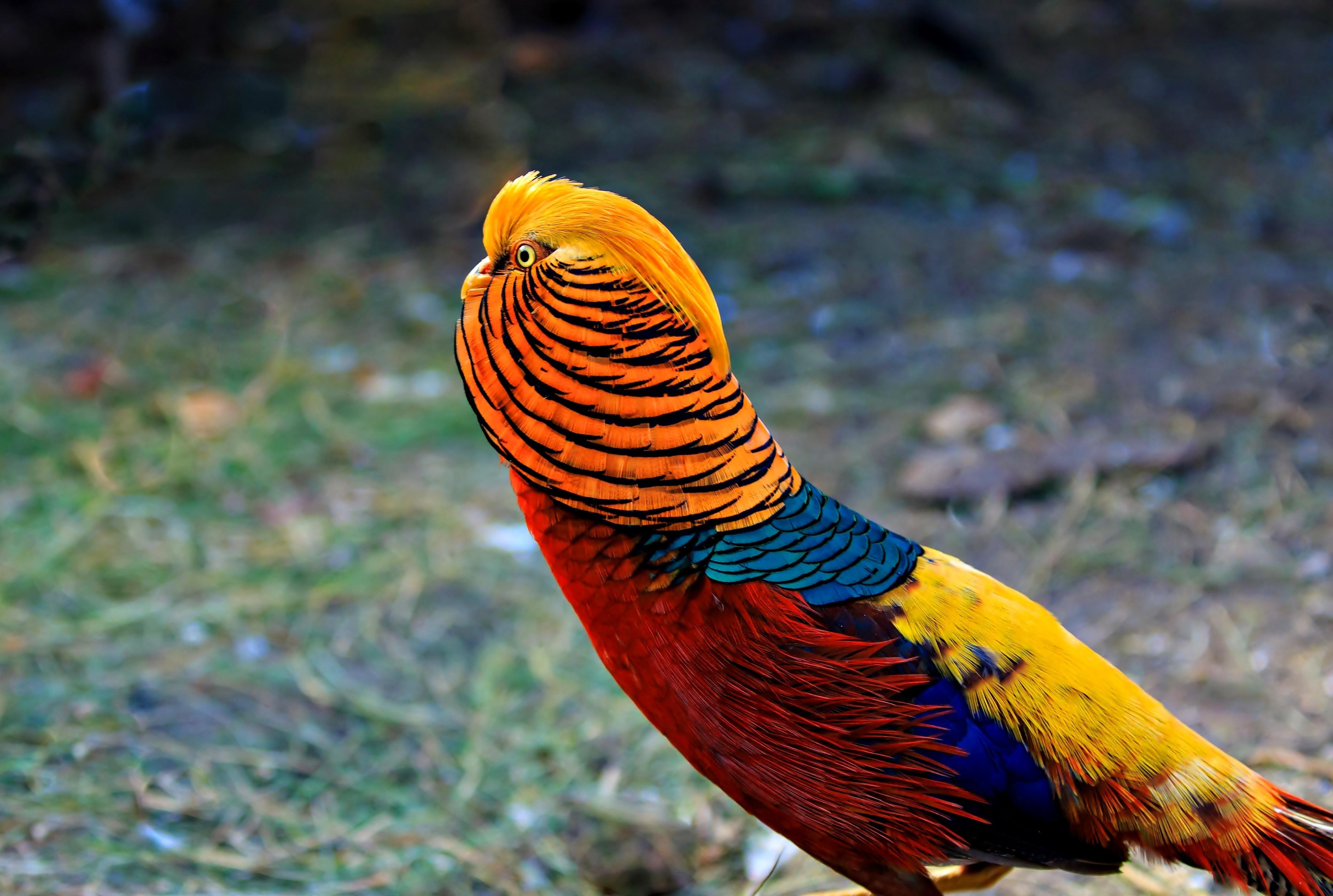 Golden Pheasant Wallpapers - Top Free Golden Pheasant Backgrounds ...
